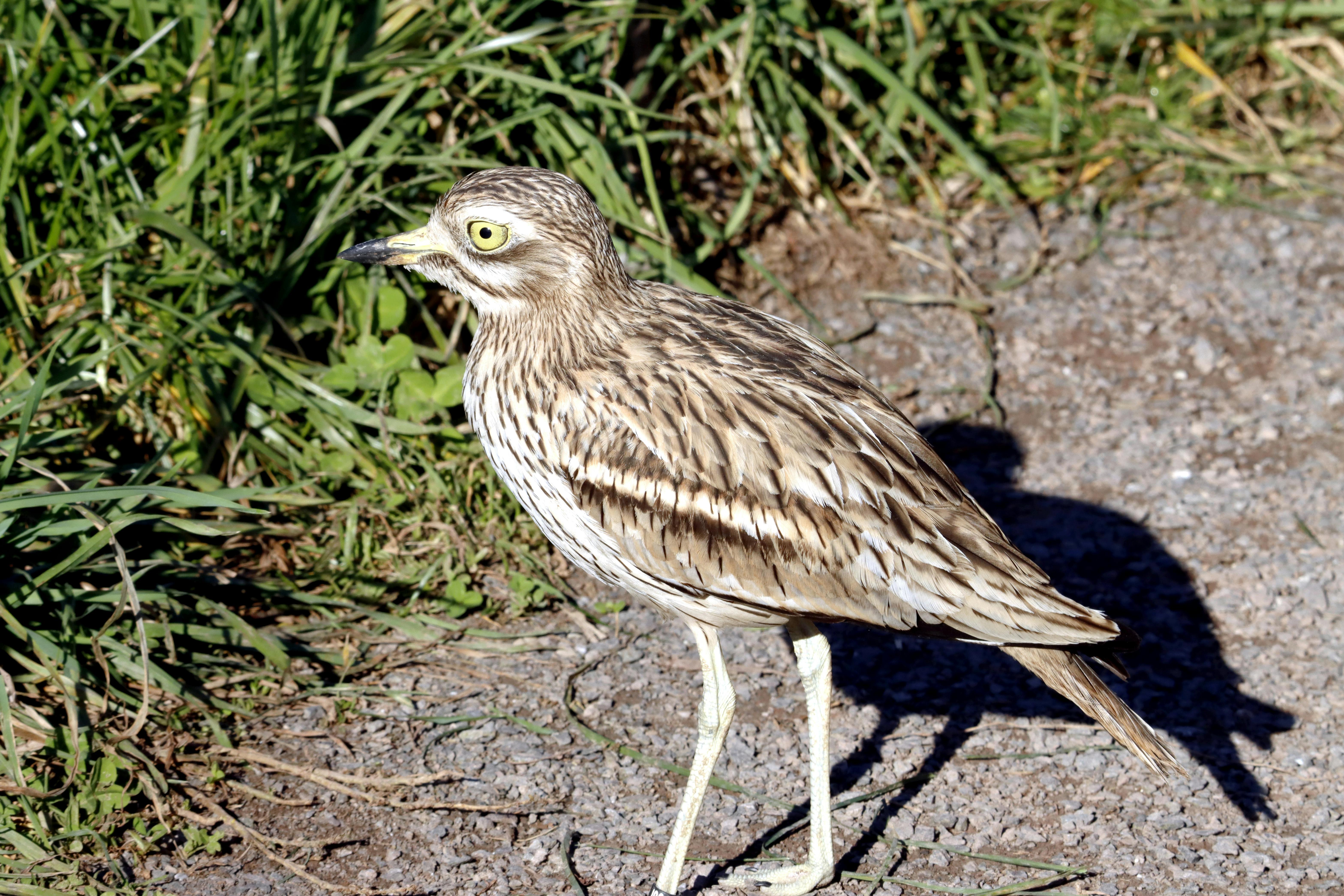 Spotted Stone-curlew in Natural Habitat · Free Stock Photo