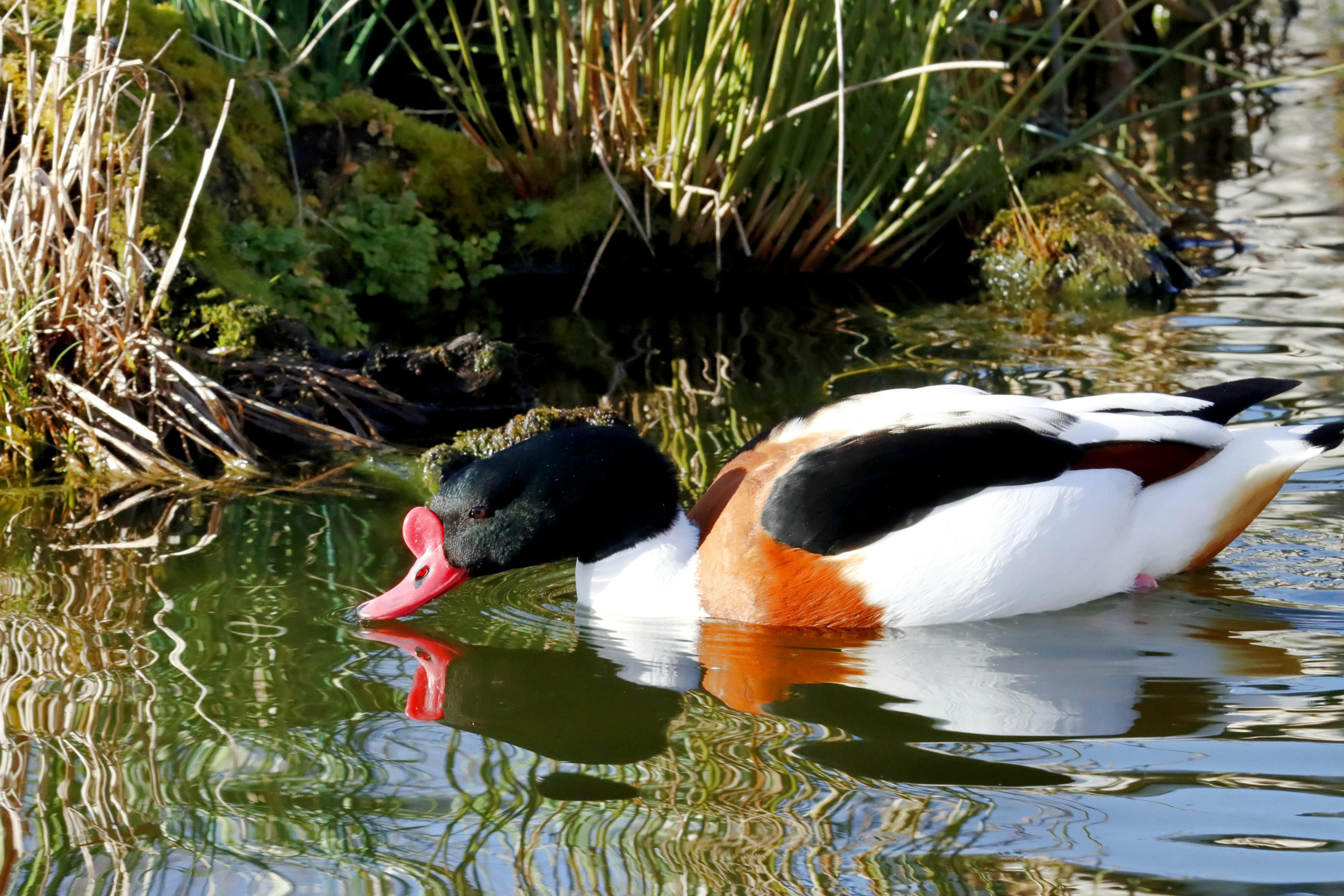 Colorful Shelduck at Water's Edge · Free Stock Photo