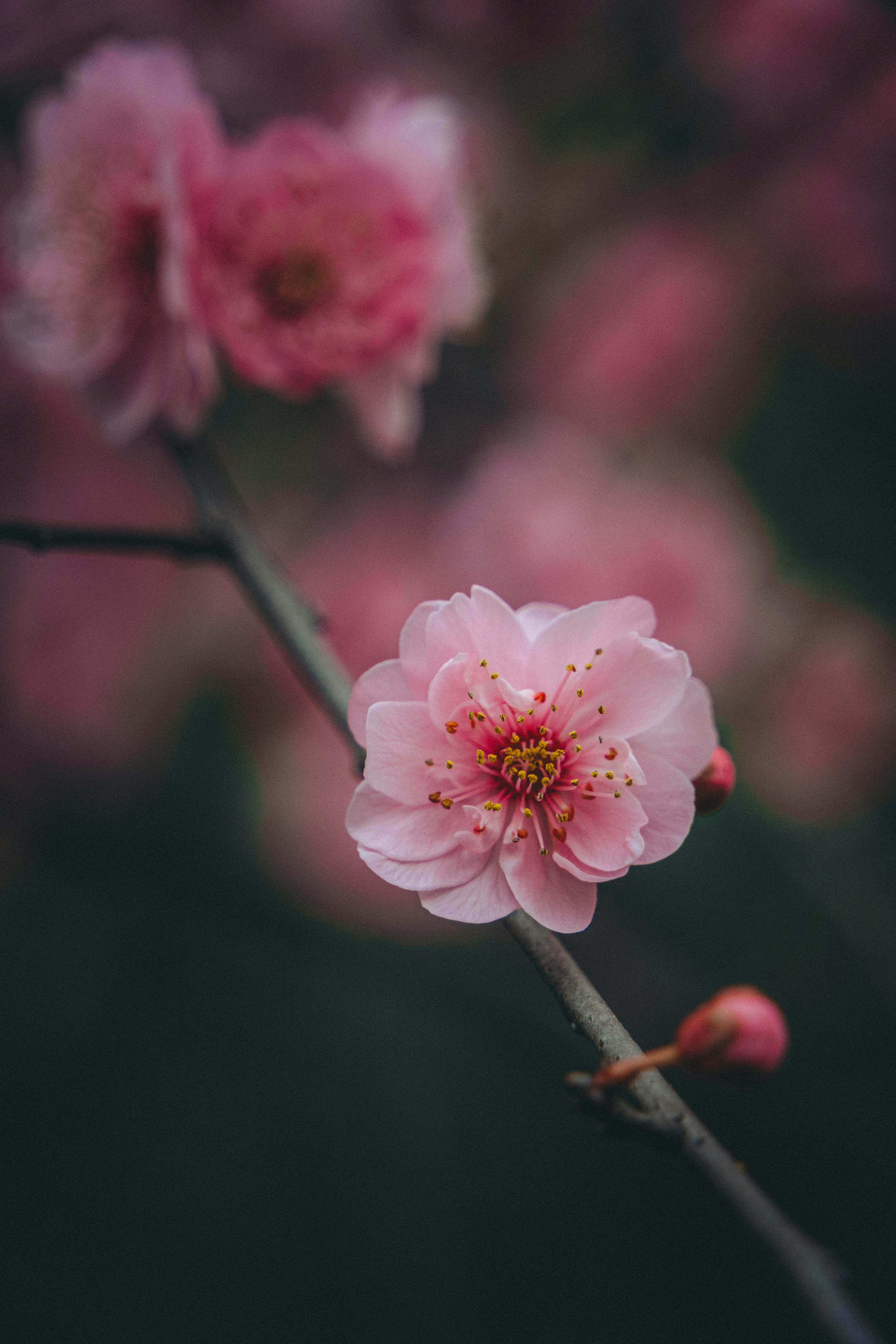 Light Pink Landscape Background Photos, Download The BEST Free Light ...