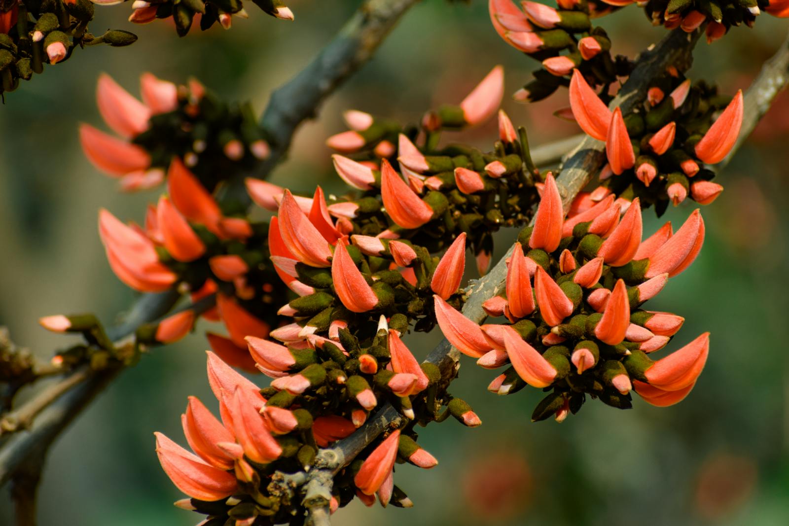 Palash Flower Photos, Download The BEST Free Palash Flower Stock Photos ...