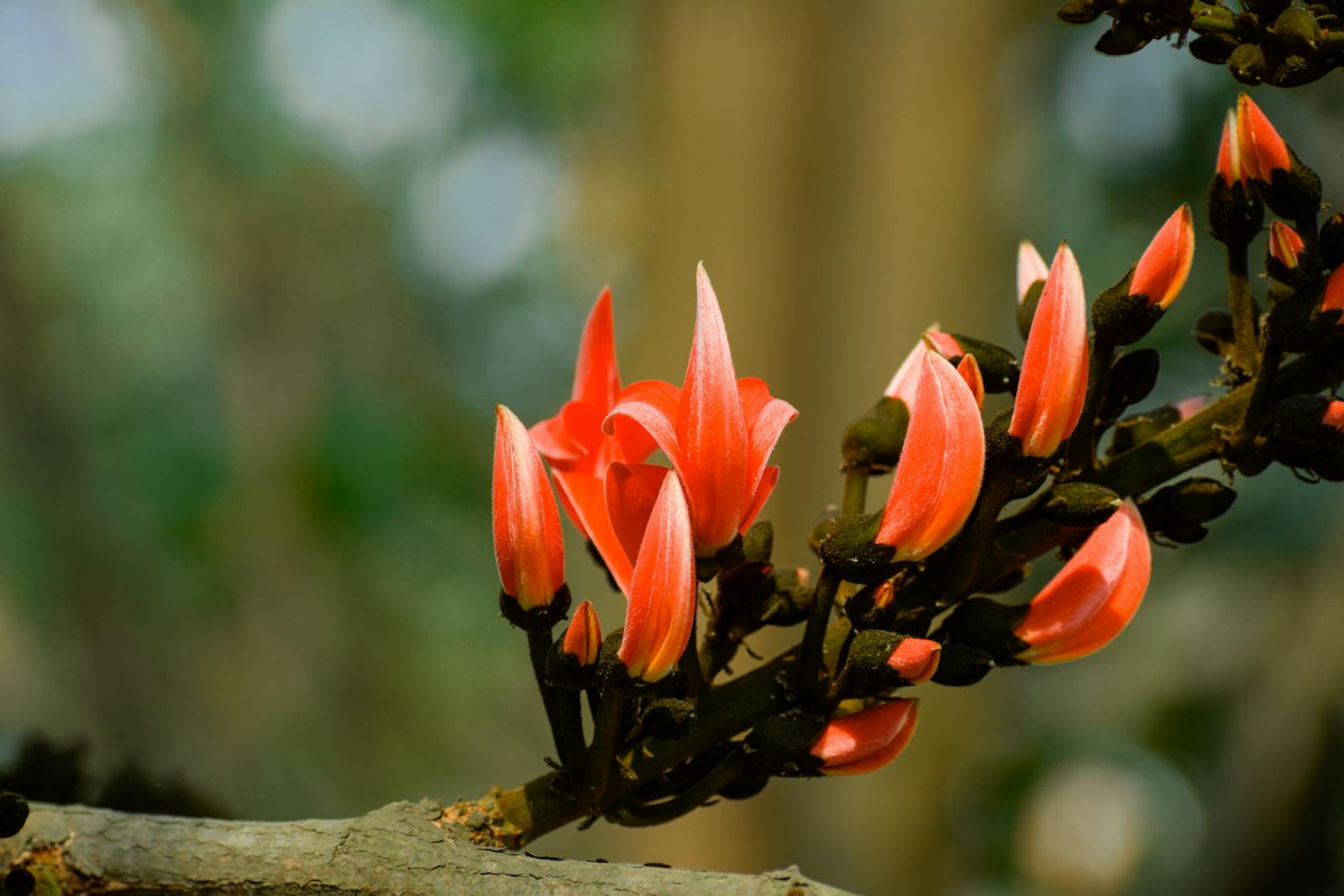 Palash Flower Photos, Download The BEST Free Palash Flower Stock Photos ...