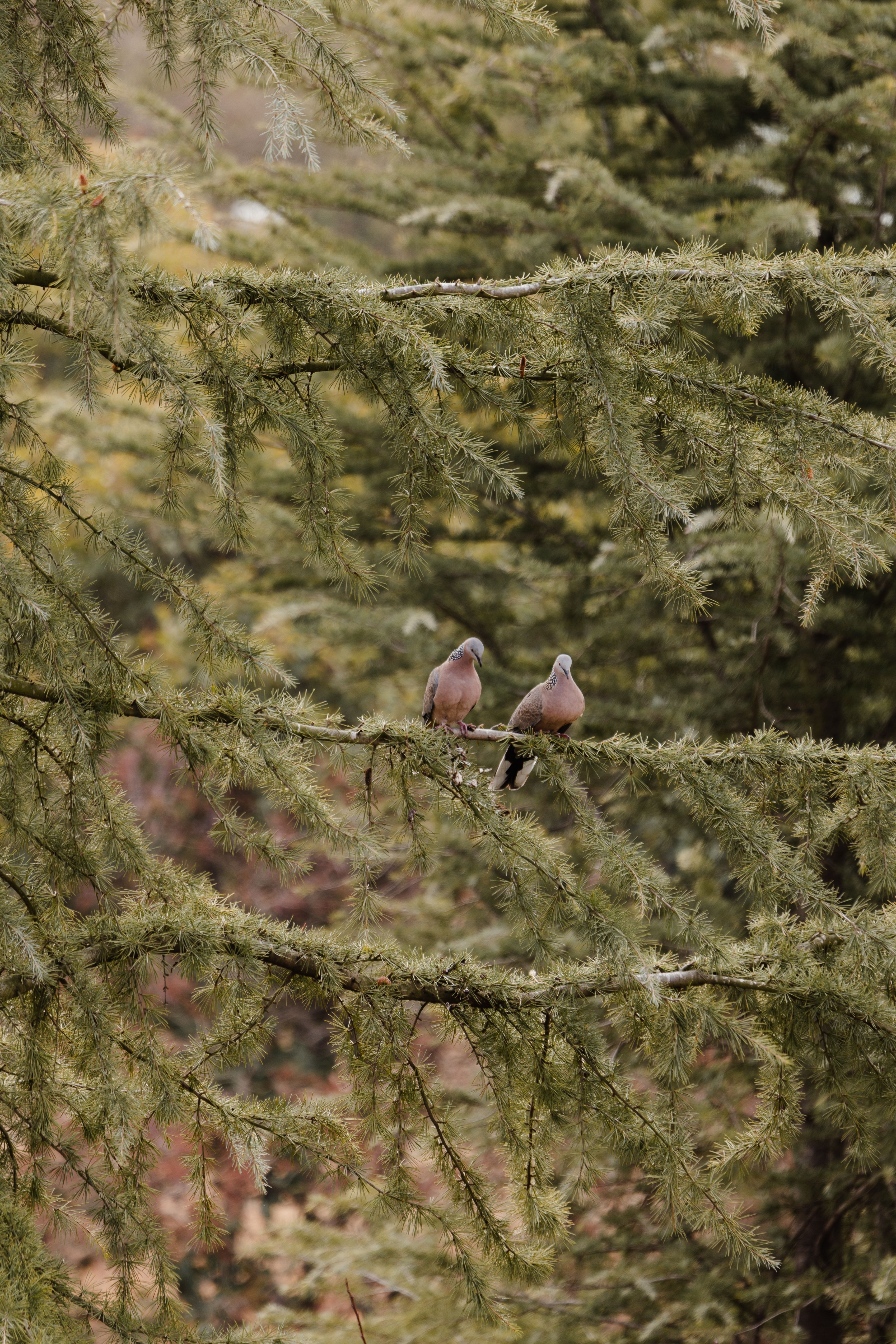 Pair of Birds Perched on Pine Tree Branch · Free Stock Photo