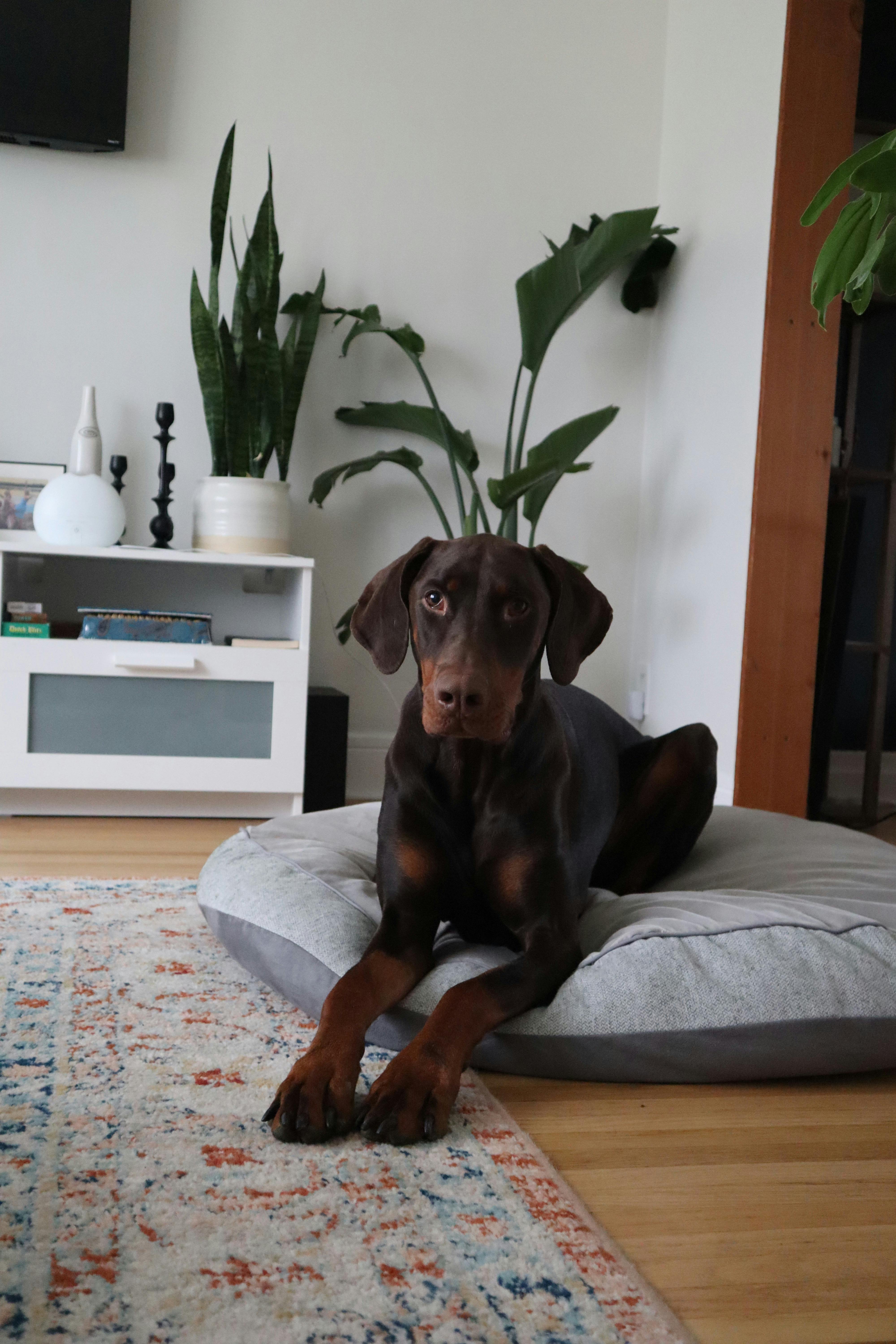 Animal Rest Photos, Download The BEST Free Animal Rest Stock Photos ...