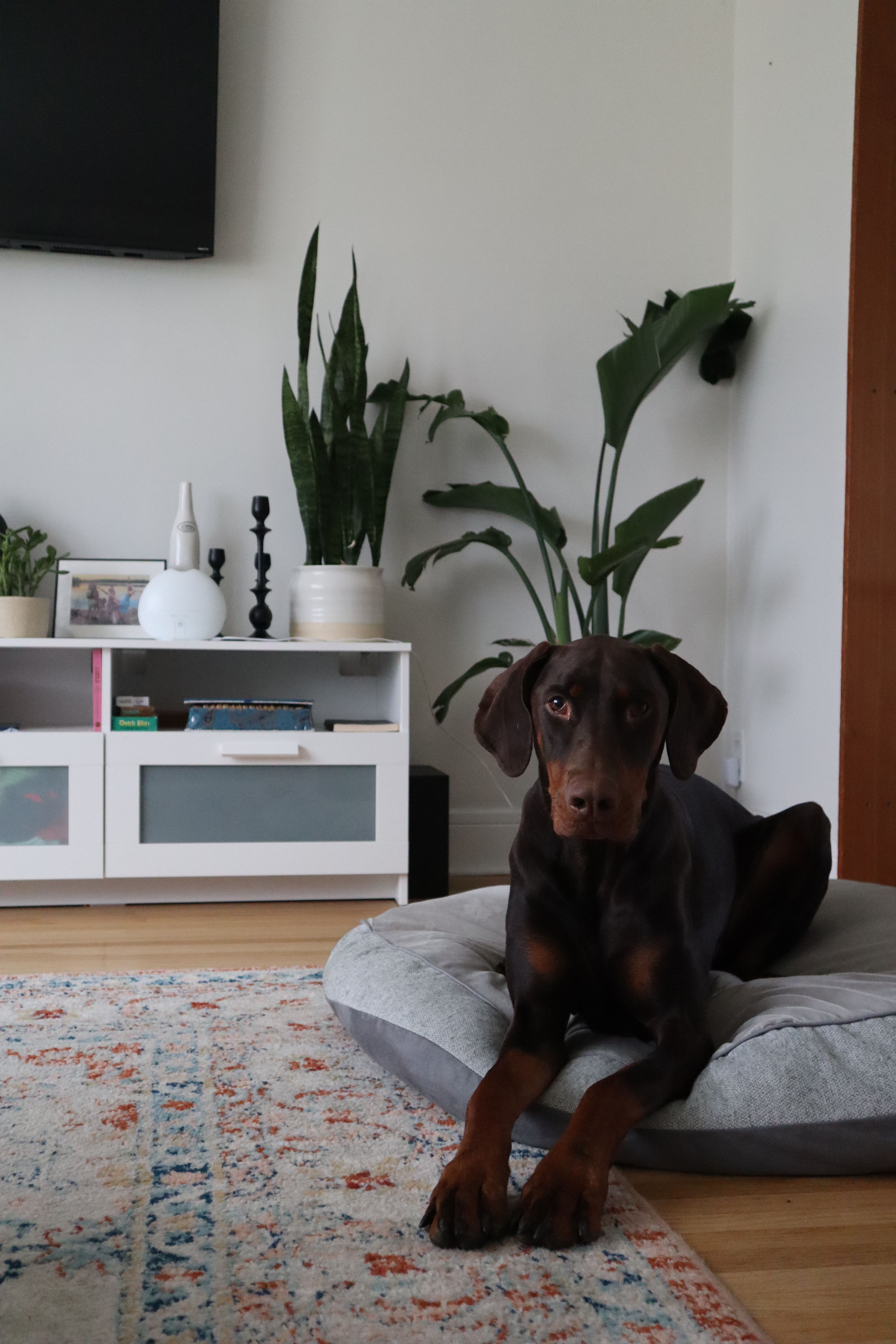 Doberman Resting in Modern Living Room · Free Stock Photo