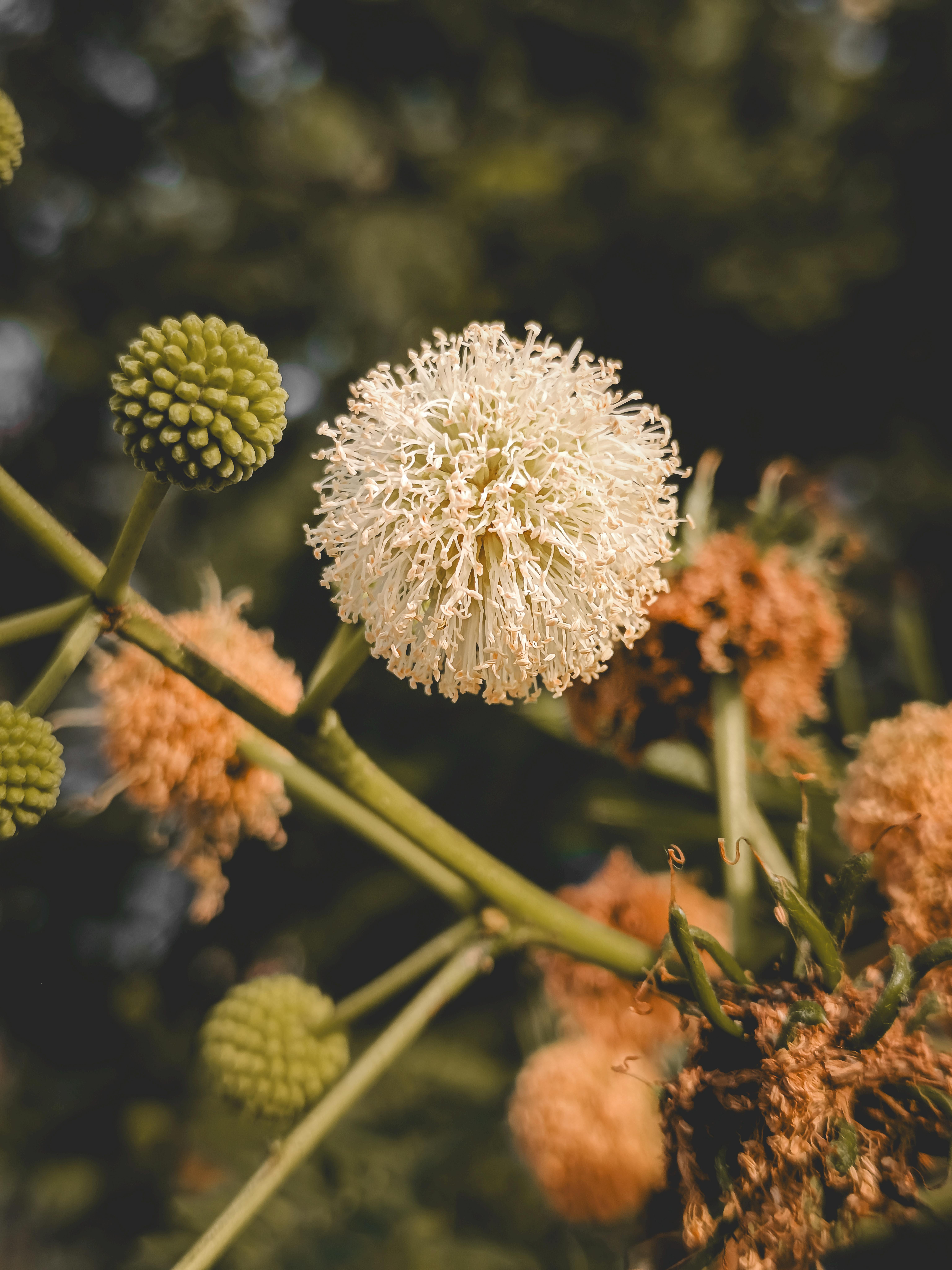 Close-up of Blooming White Spherical Flower in Kolkata · Free Stock Photo