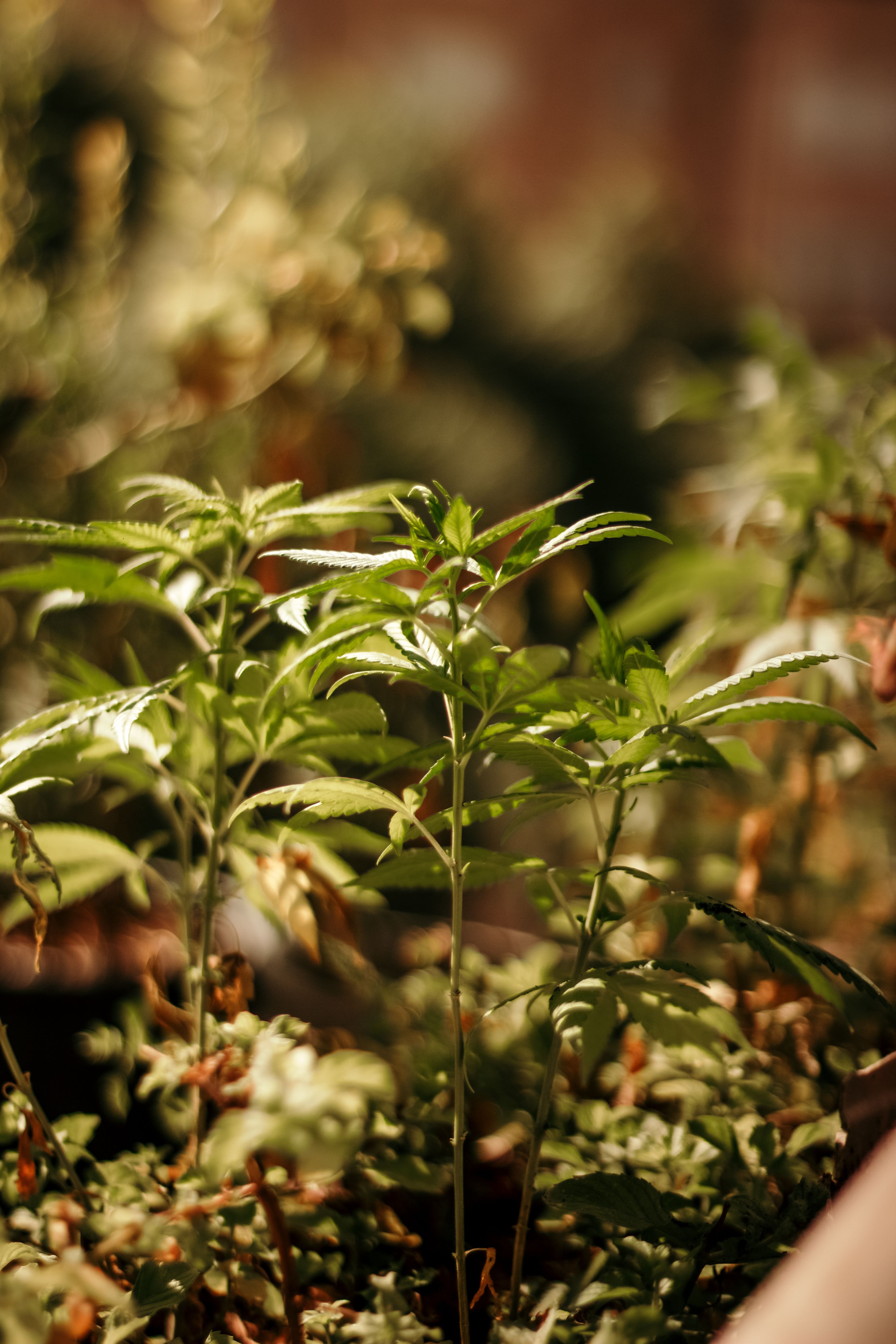 Lush Cannabis Plants in Sunlit Iranian Garden · Free Stock Photo