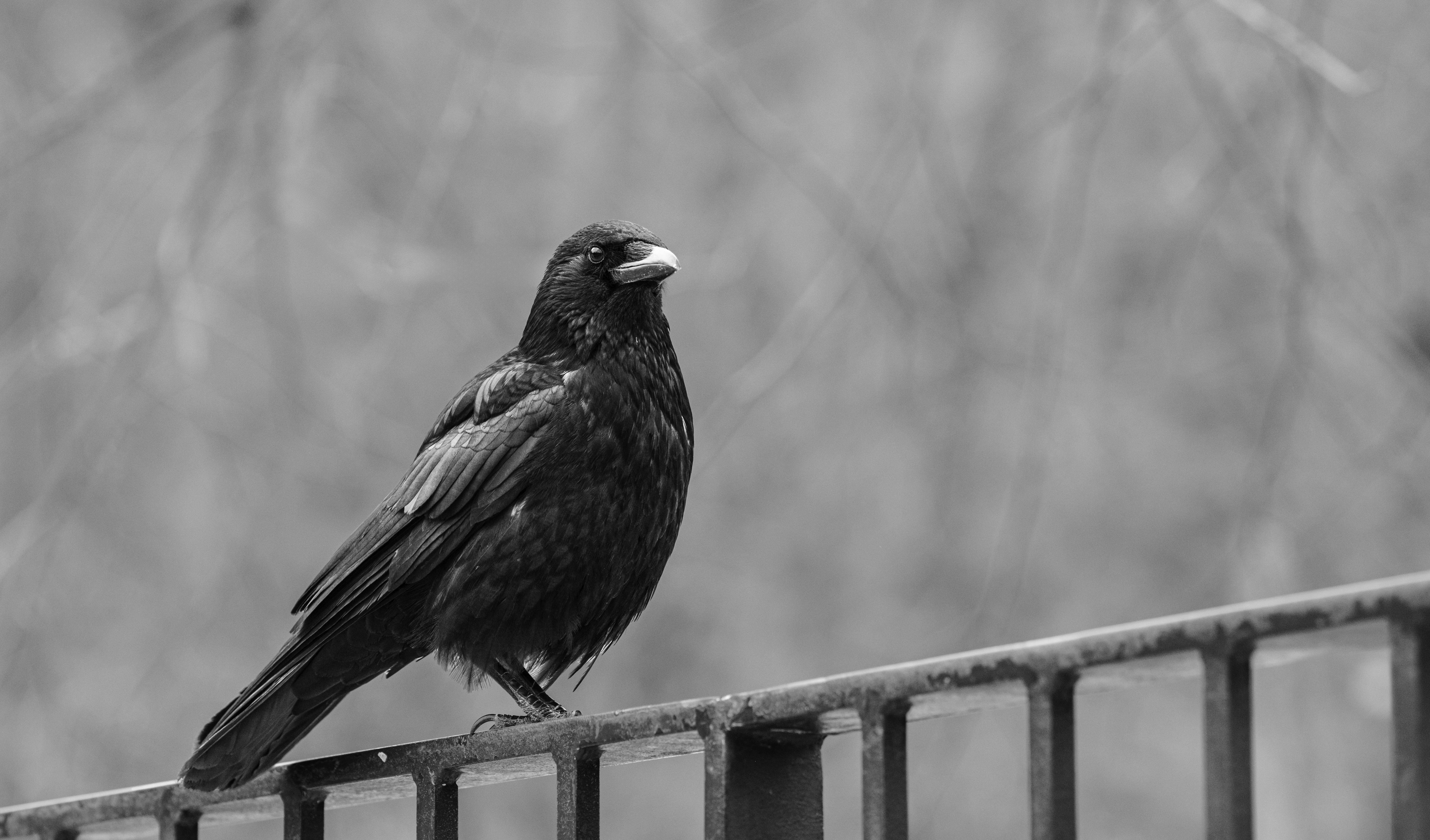 Black and White Crow in Vienna Park · Free Stock Photo