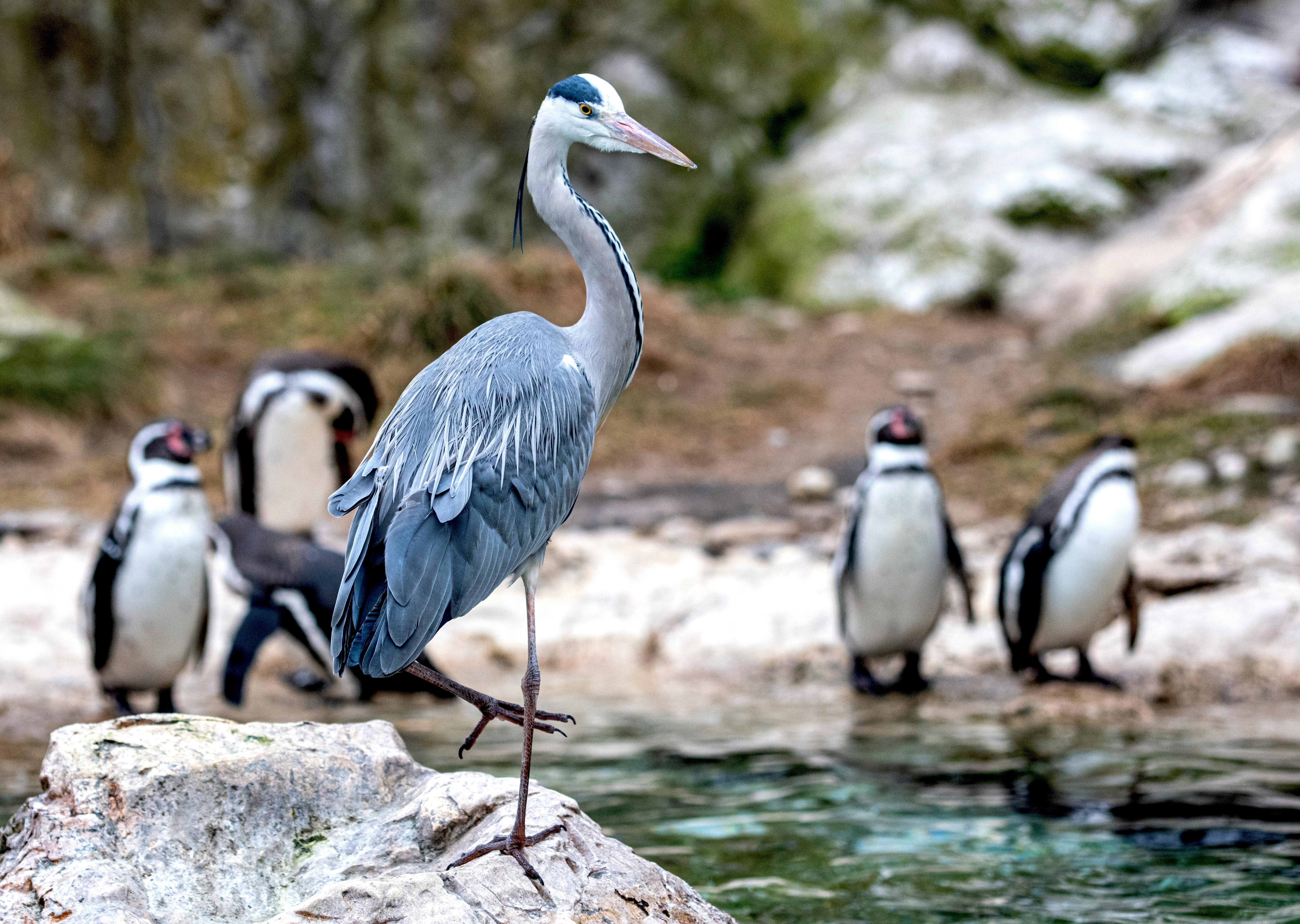 pierre matile - การถ่ายภาพ