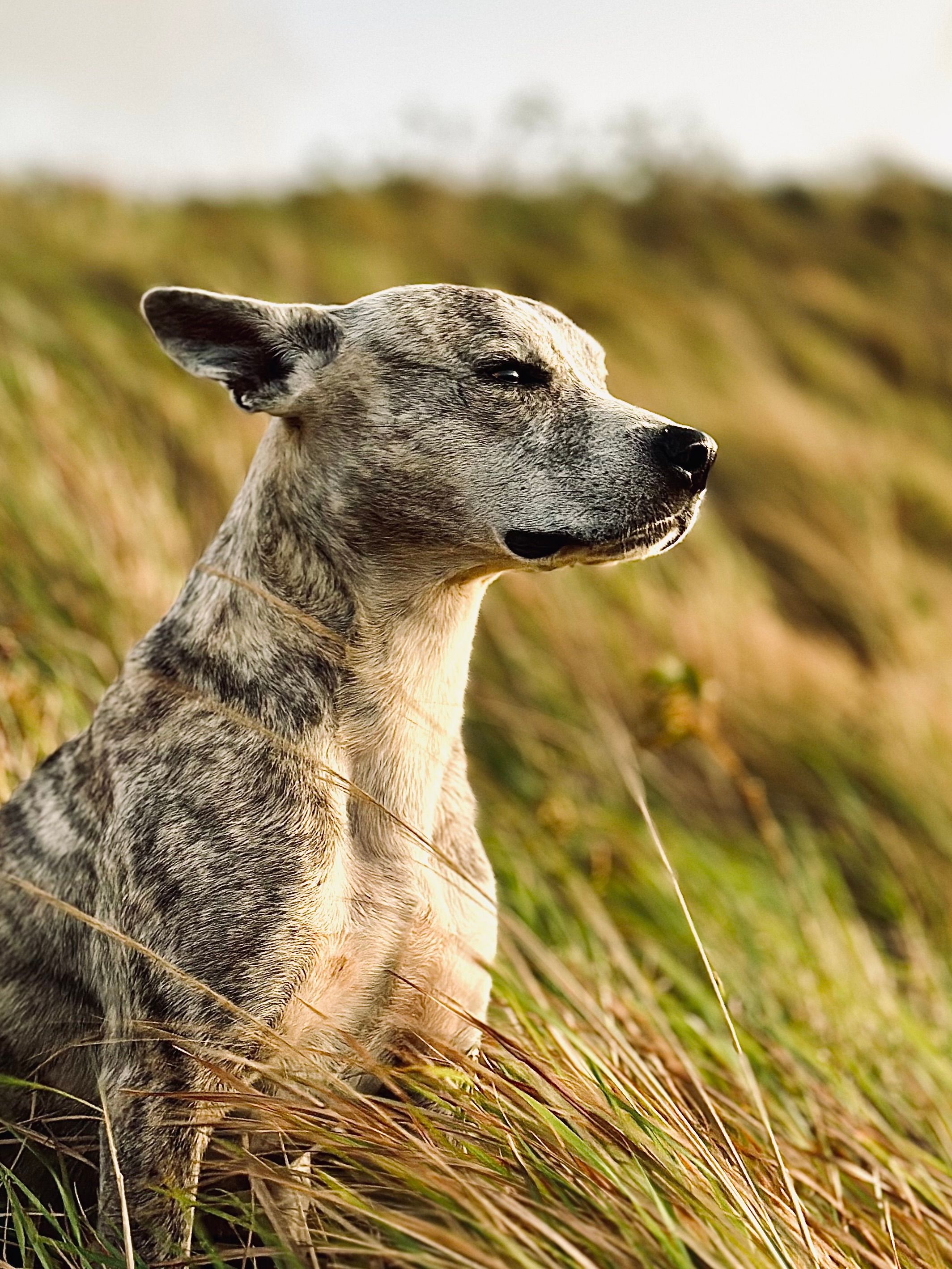 Serene Dog in Windy Grassland at Sunset · Free Stock Photo