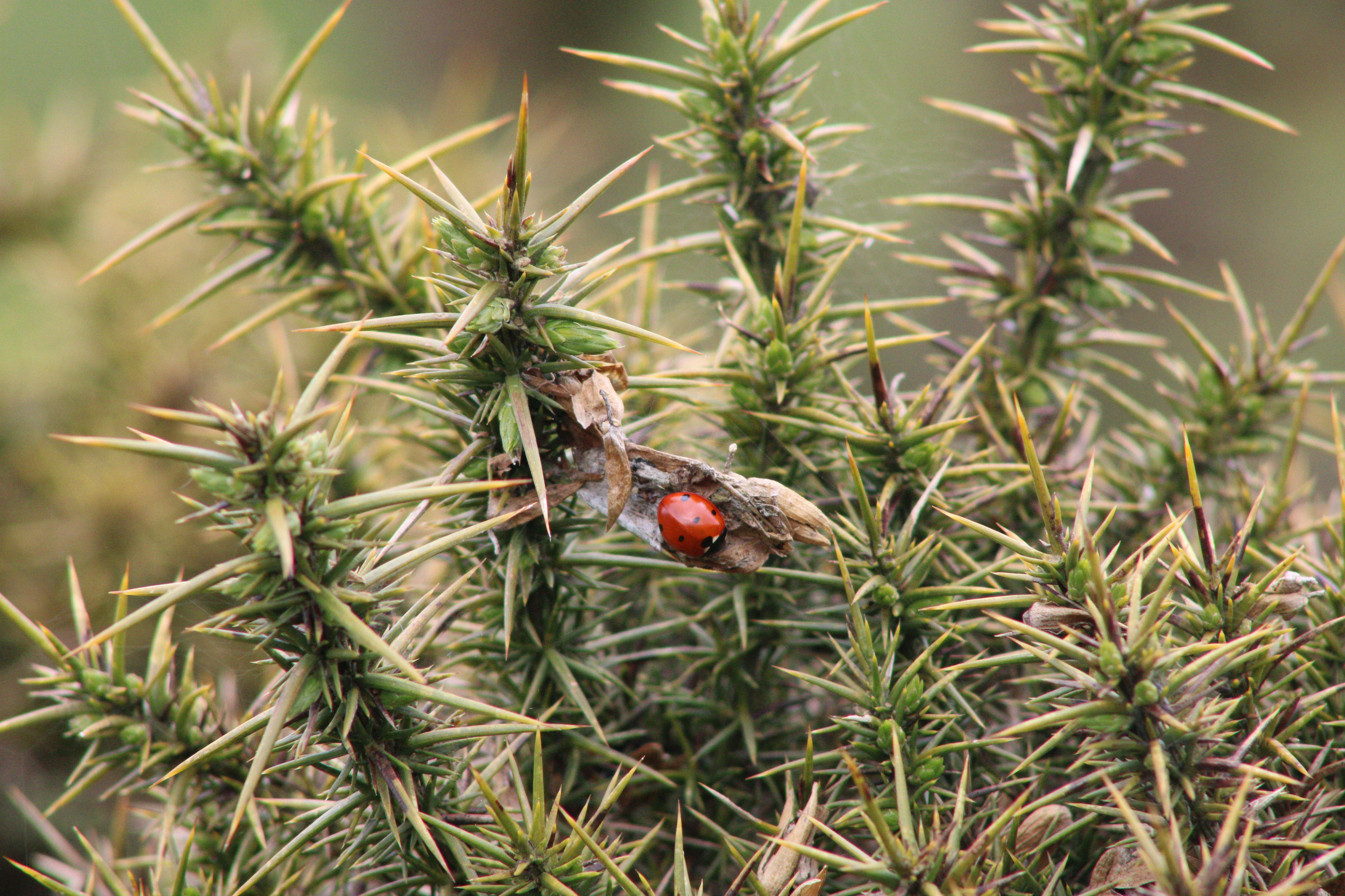 Close-up of Ladybug on Spiky Green Plant · Free Stock Photo