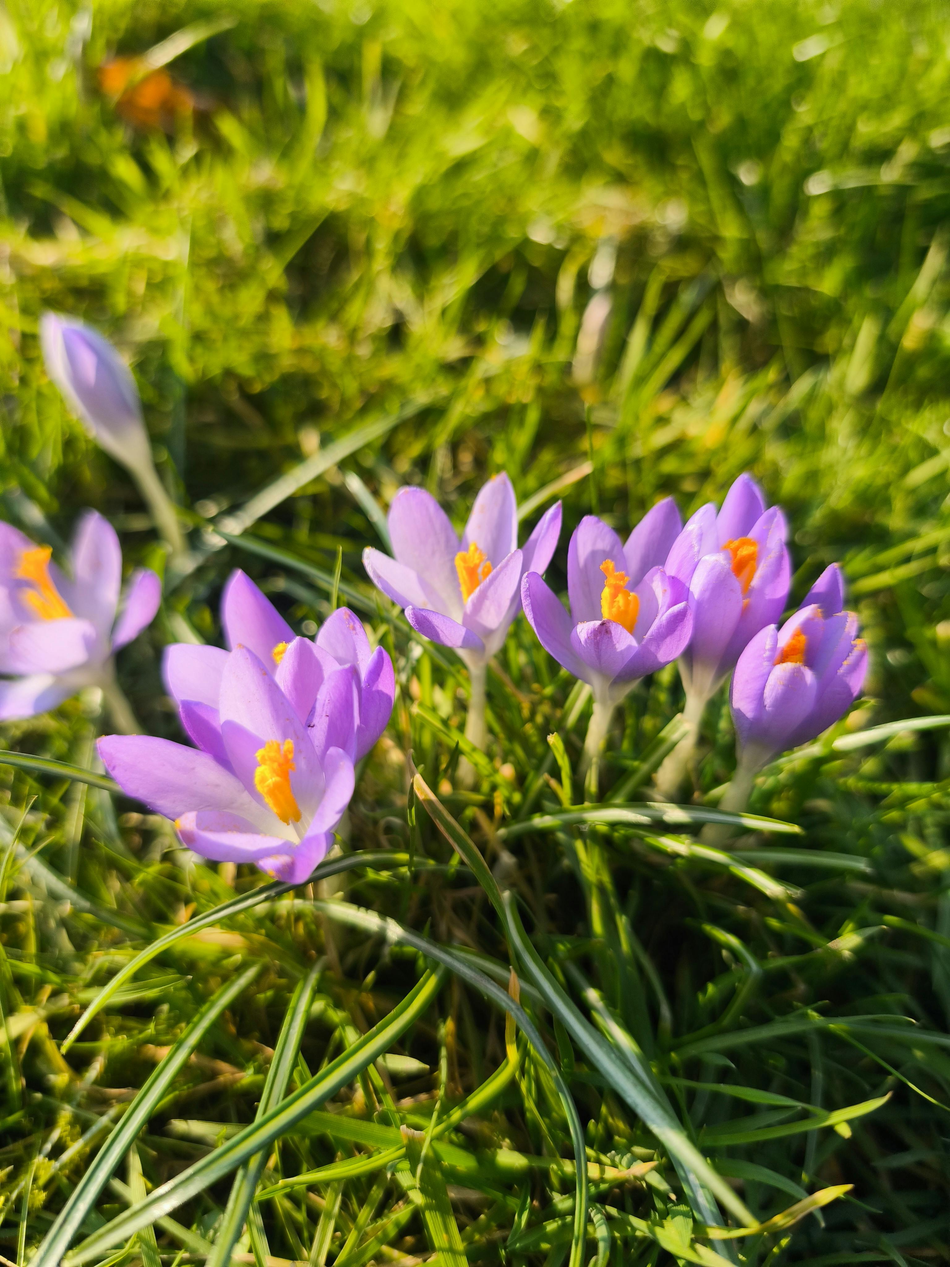 Crocus Blossoms Photos, Download The BEST Free Crocus Blossoms Stock ...