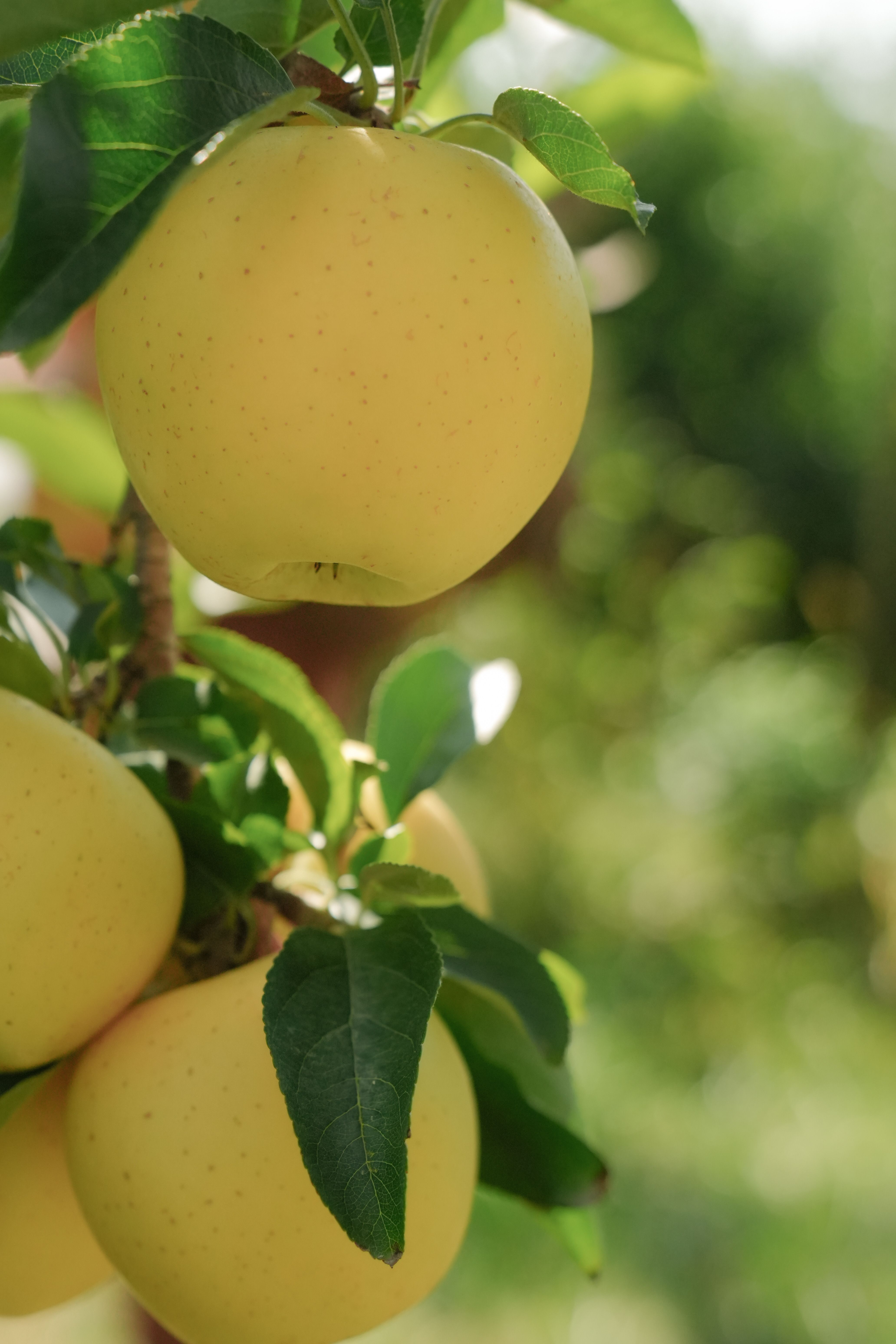 Golden apples growing on a tree branch outdoors · Free Stock Photo