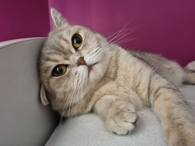 Scottish Straight Cat Breed Characteristics and Traits