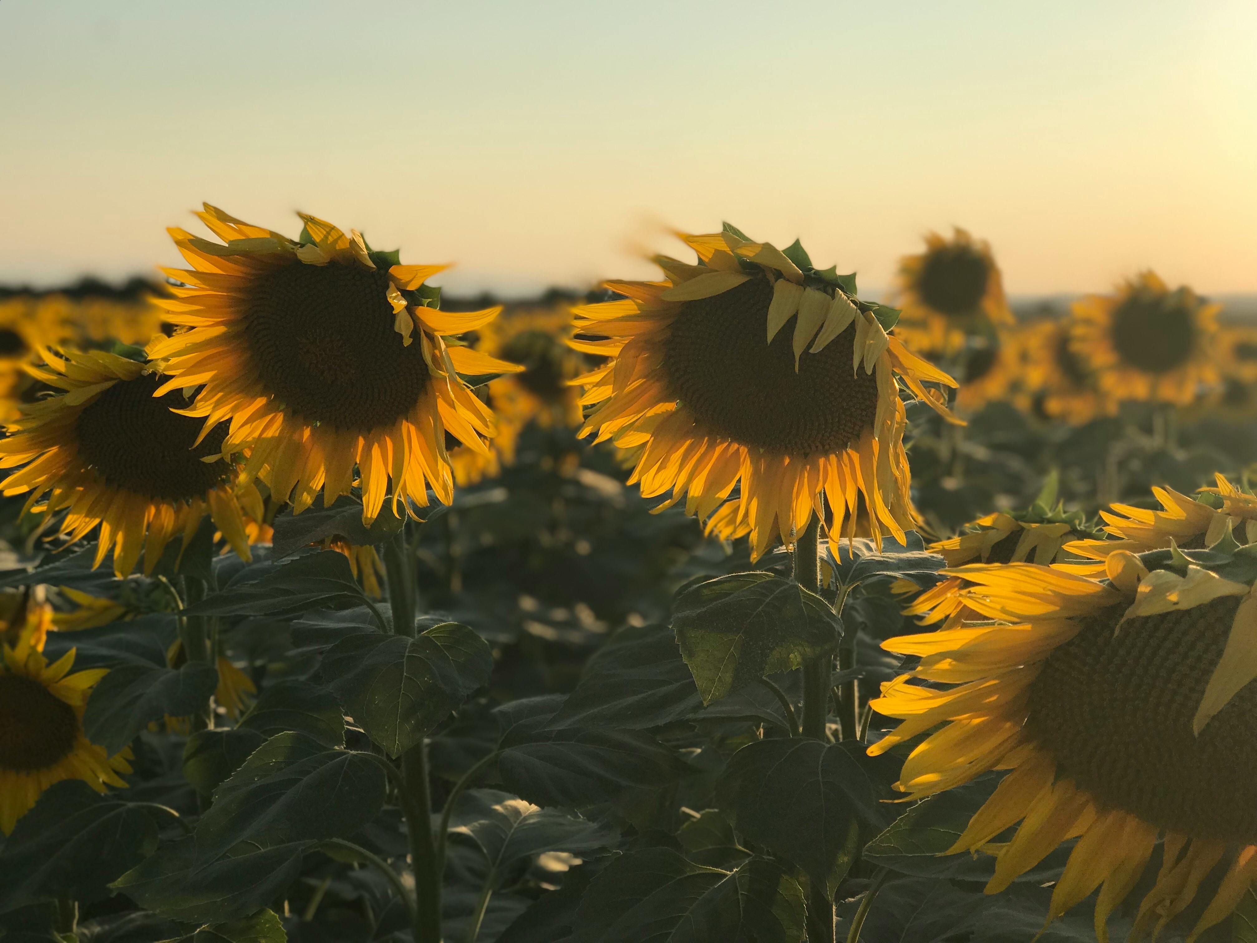 Sunset Over Sunflower Field in Balıkesir · Free Stock Photo