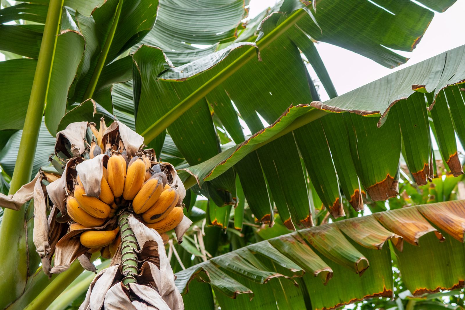 Banana Tree Photos, Download The BEST Free Banana Tree Stock Photos ...