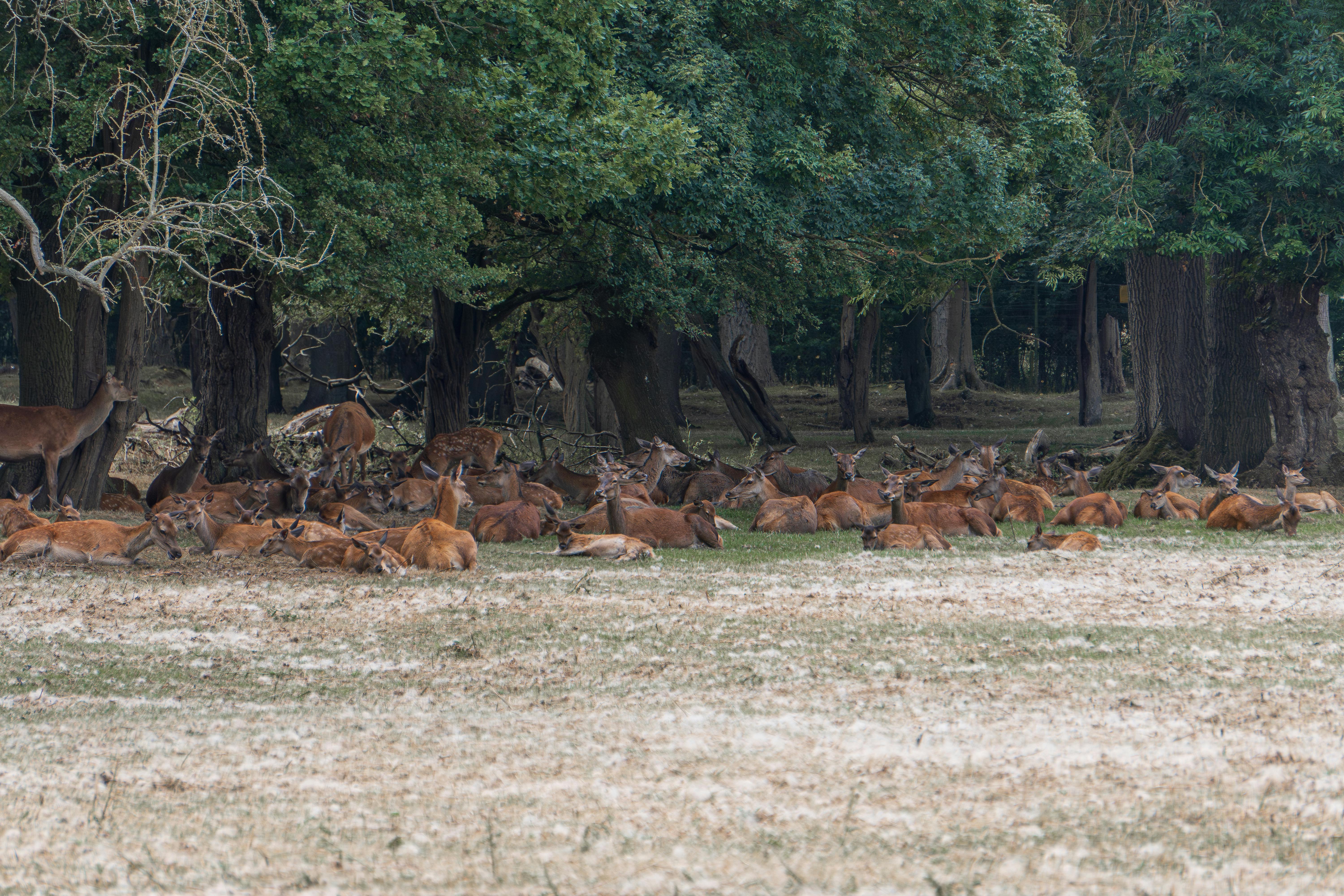 Deer on Field · Free Stock Photo