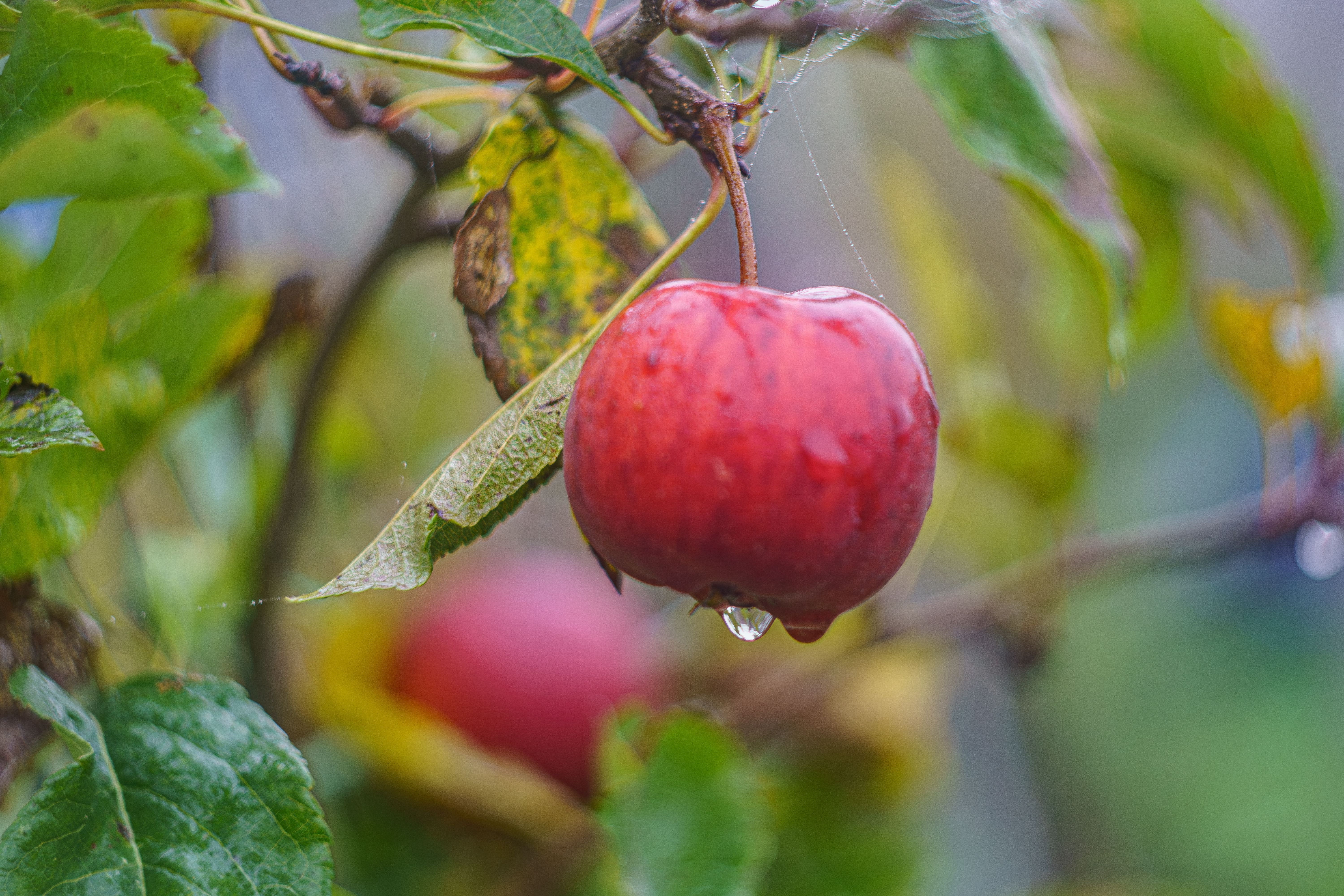 Red Apple Envy Photos, Download The BEST Free Red Apple Envy Stock ...