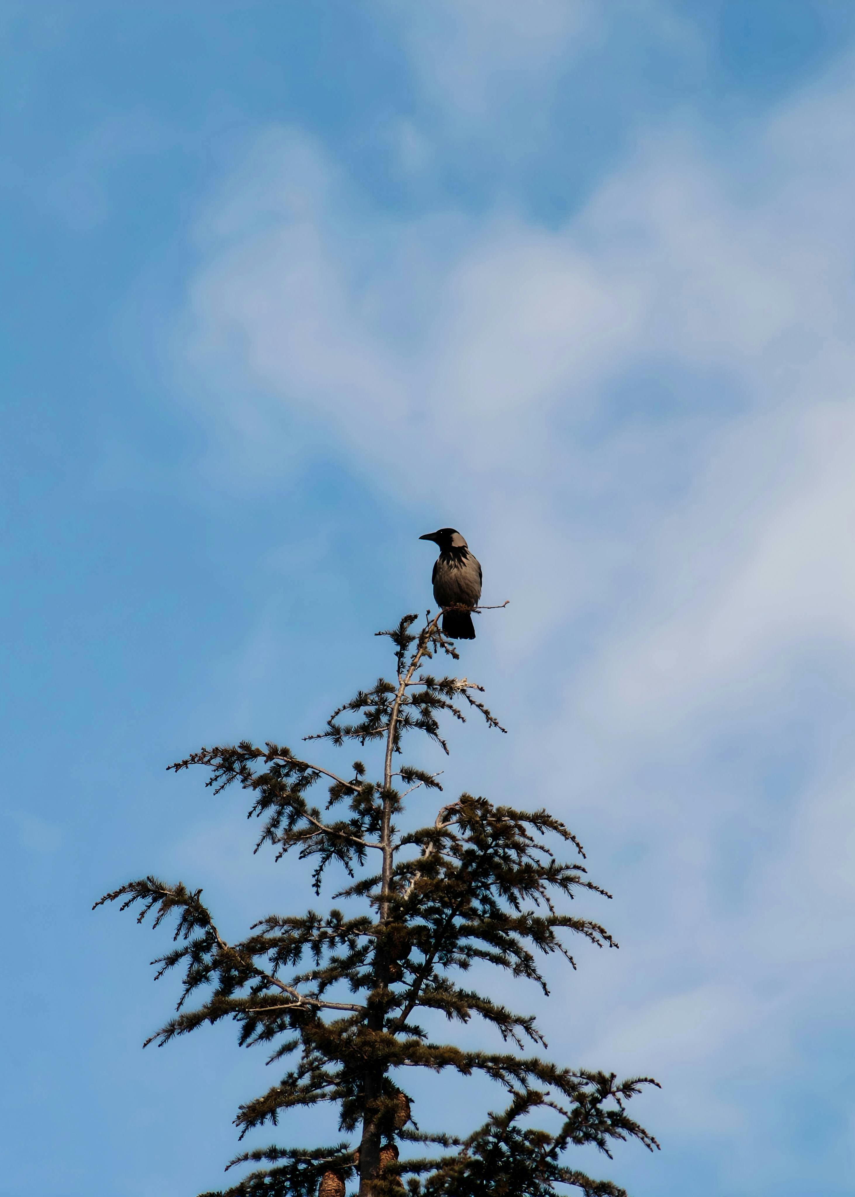 Flight Of Black Bird Above Tree · Free Stock Photo