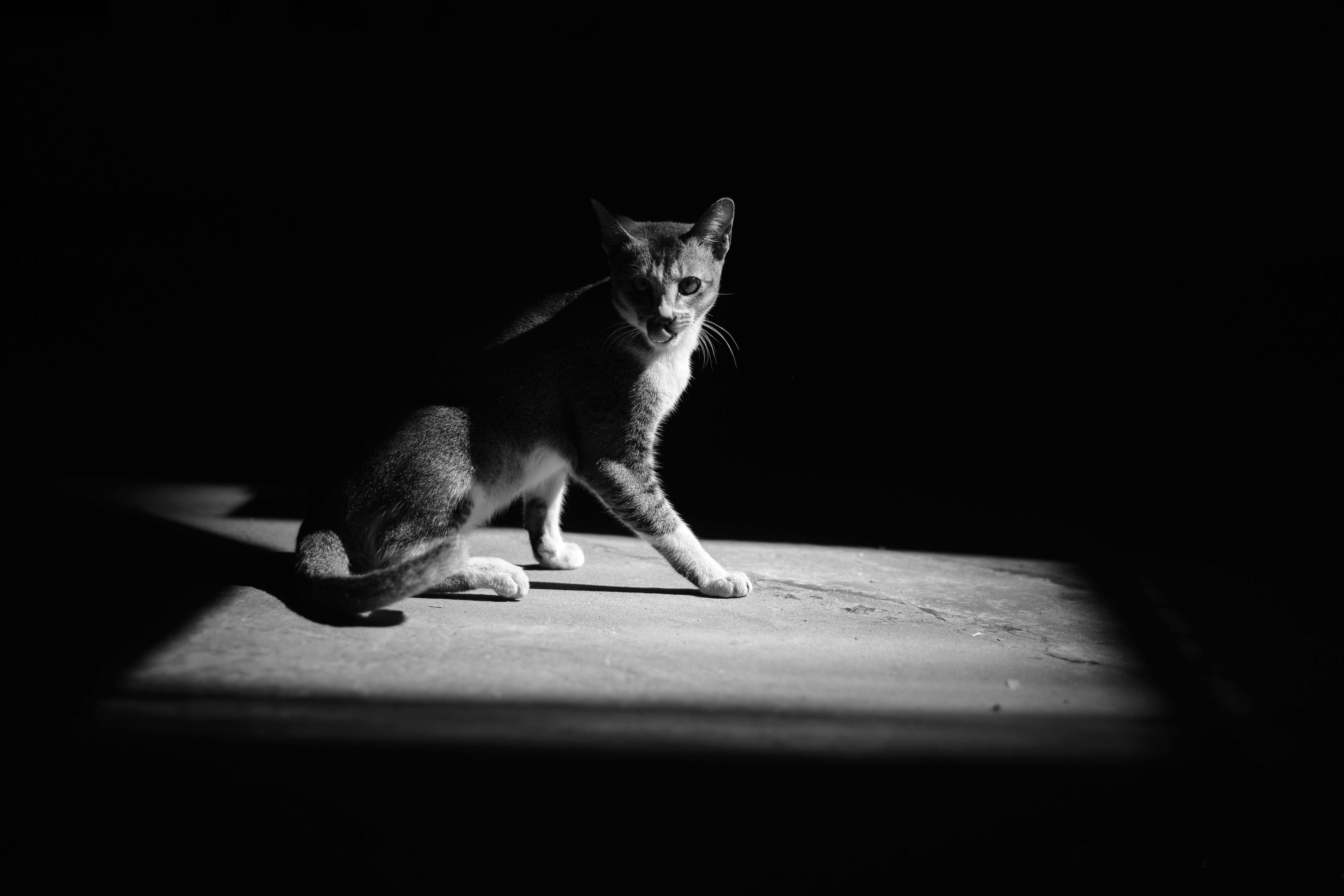 Dramatic Black and White Cat Portrait · Free Stock Photo