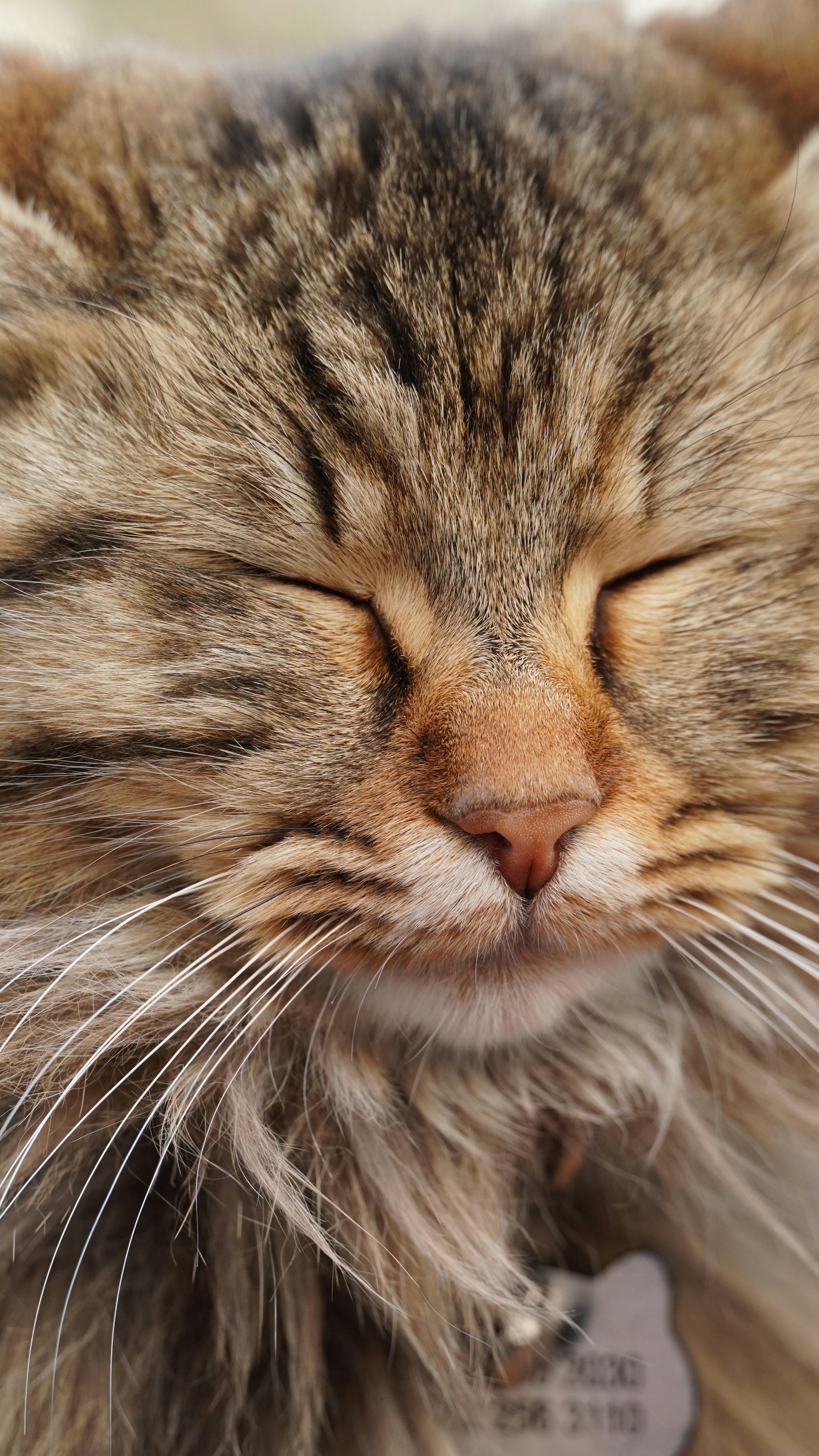 Close-up of a Peaceful Fluffy Cat with Closed Eyes · Free Stock Photo