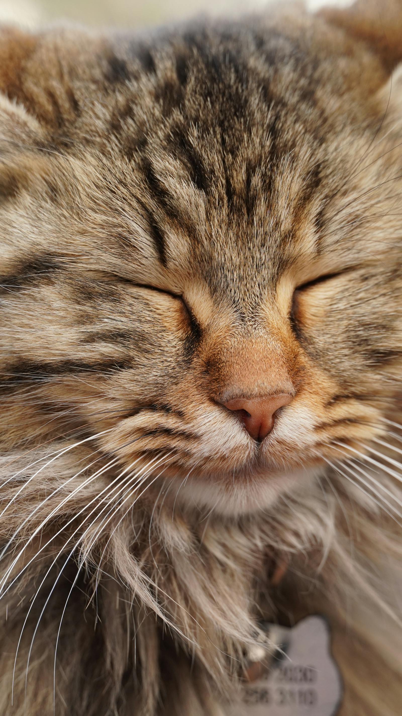 Cat Jpg Photos, Download The BEST Free Cat Jpg Stock Photos & HD Images