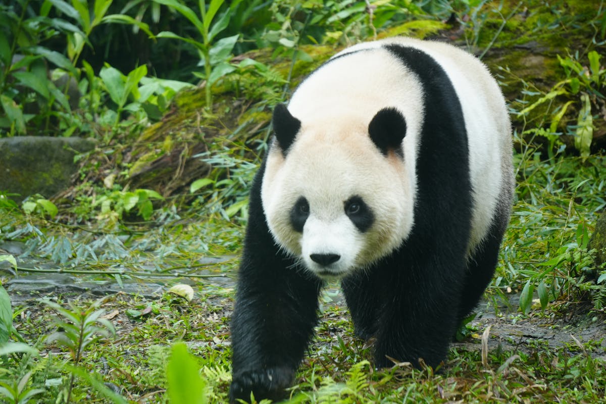 Giant Panda Photos, Download The BEST Free Giant Panda Stock Photos ...