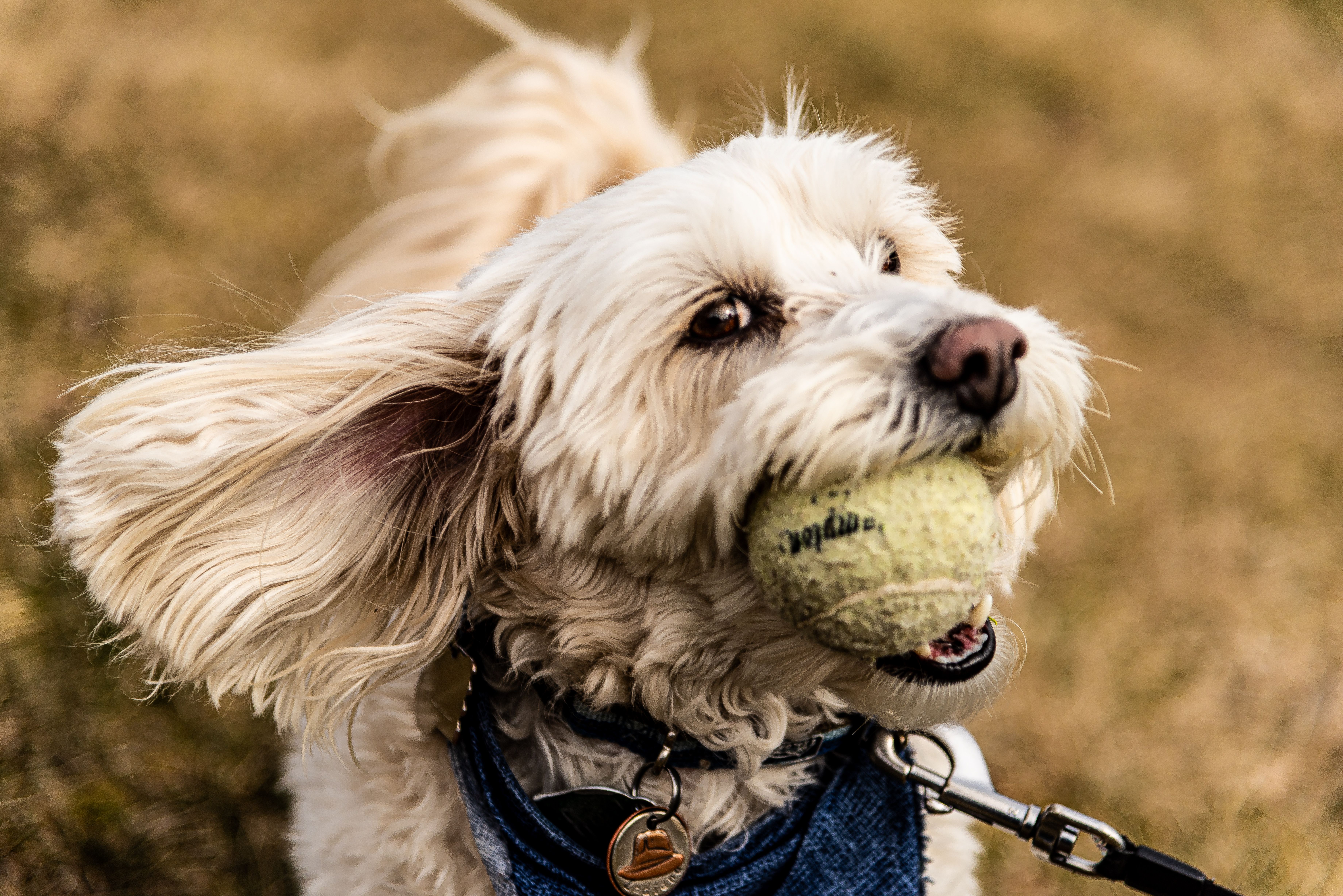 Happy Dog Playing Fetch with Tennis Ball · Free Stock Photo