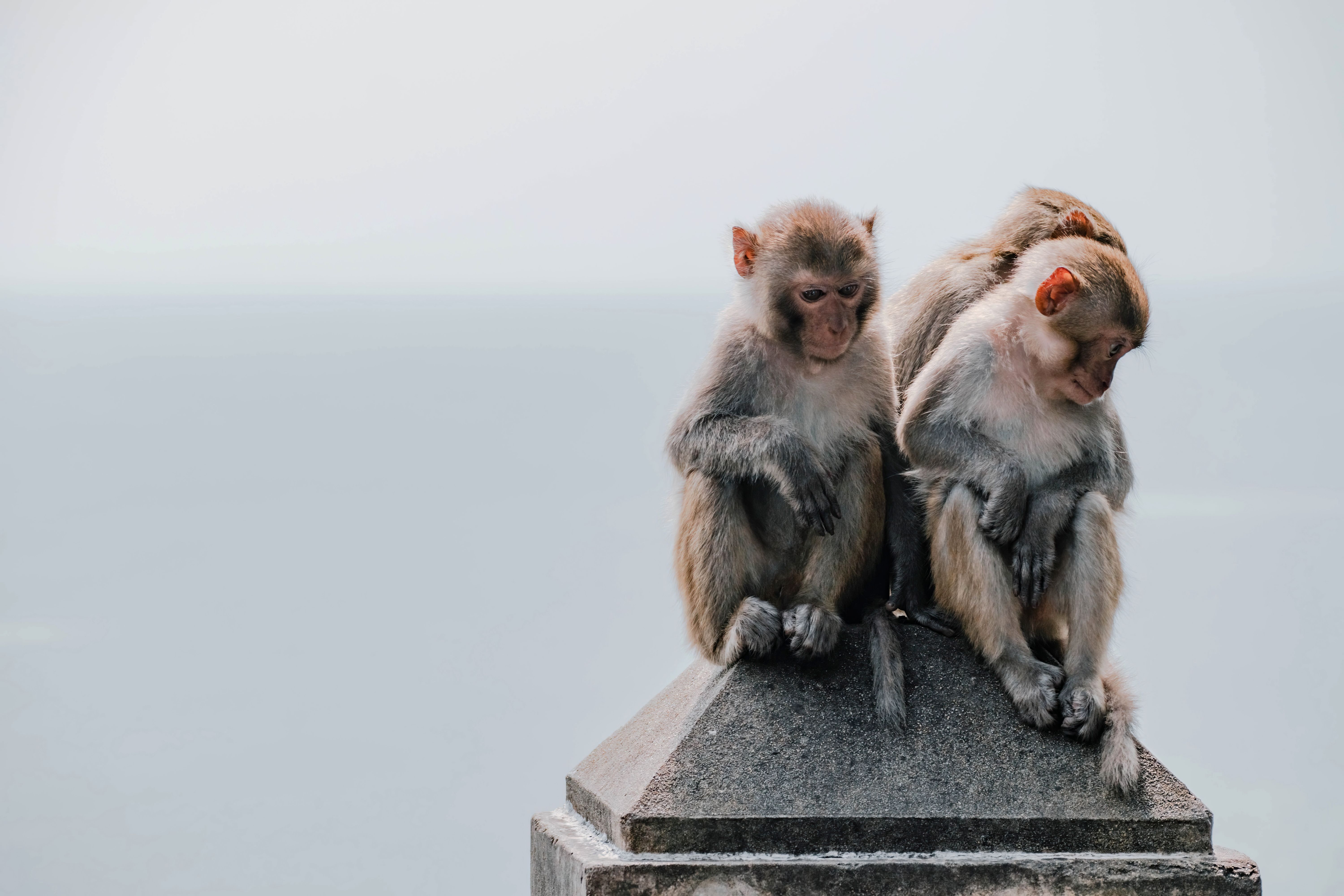Three Monkeys Sitting on Stone Structure · Free Stock Photo