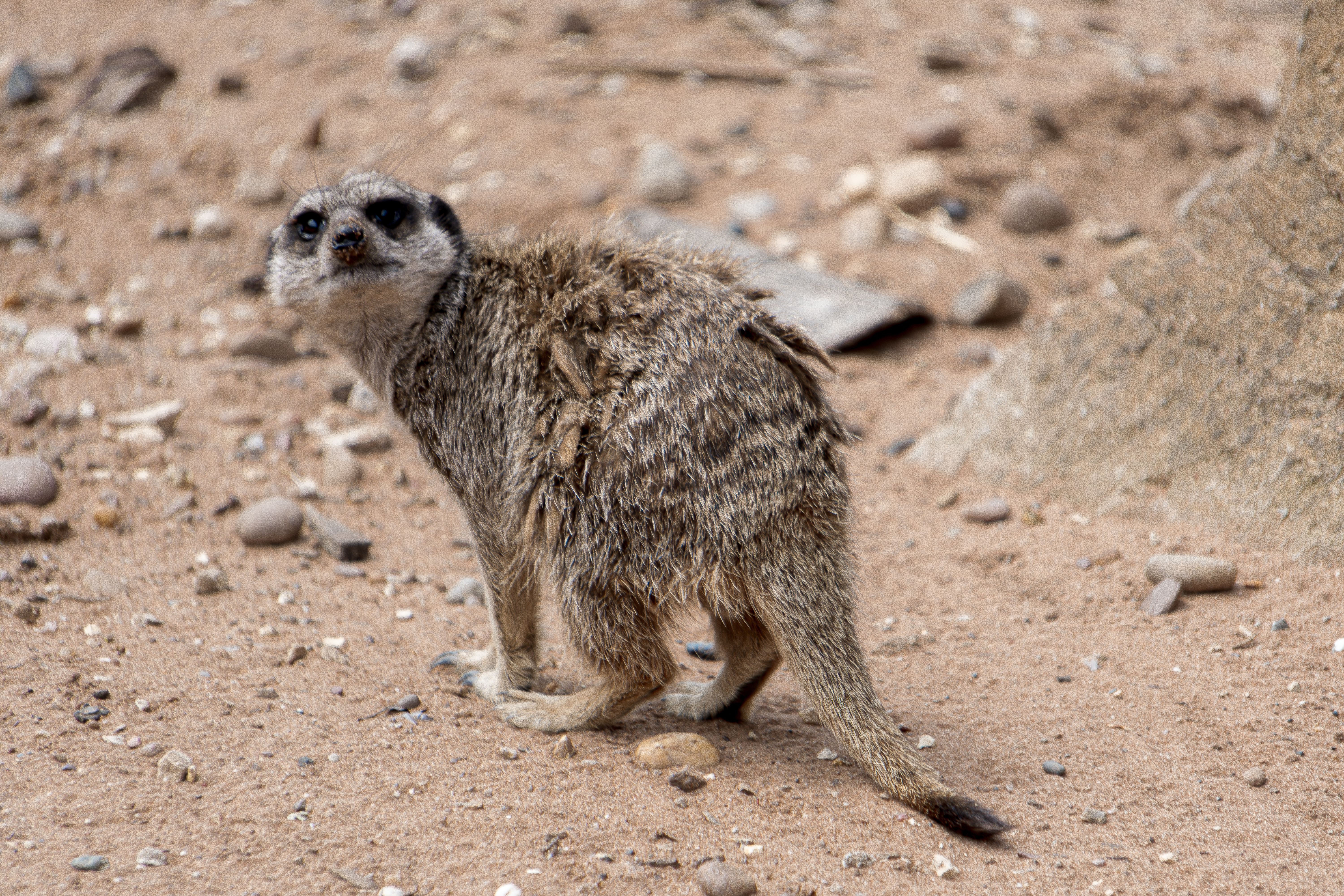 Animal Low Angle Photos, Download The BEST Free Animal Low Angle Stock ...