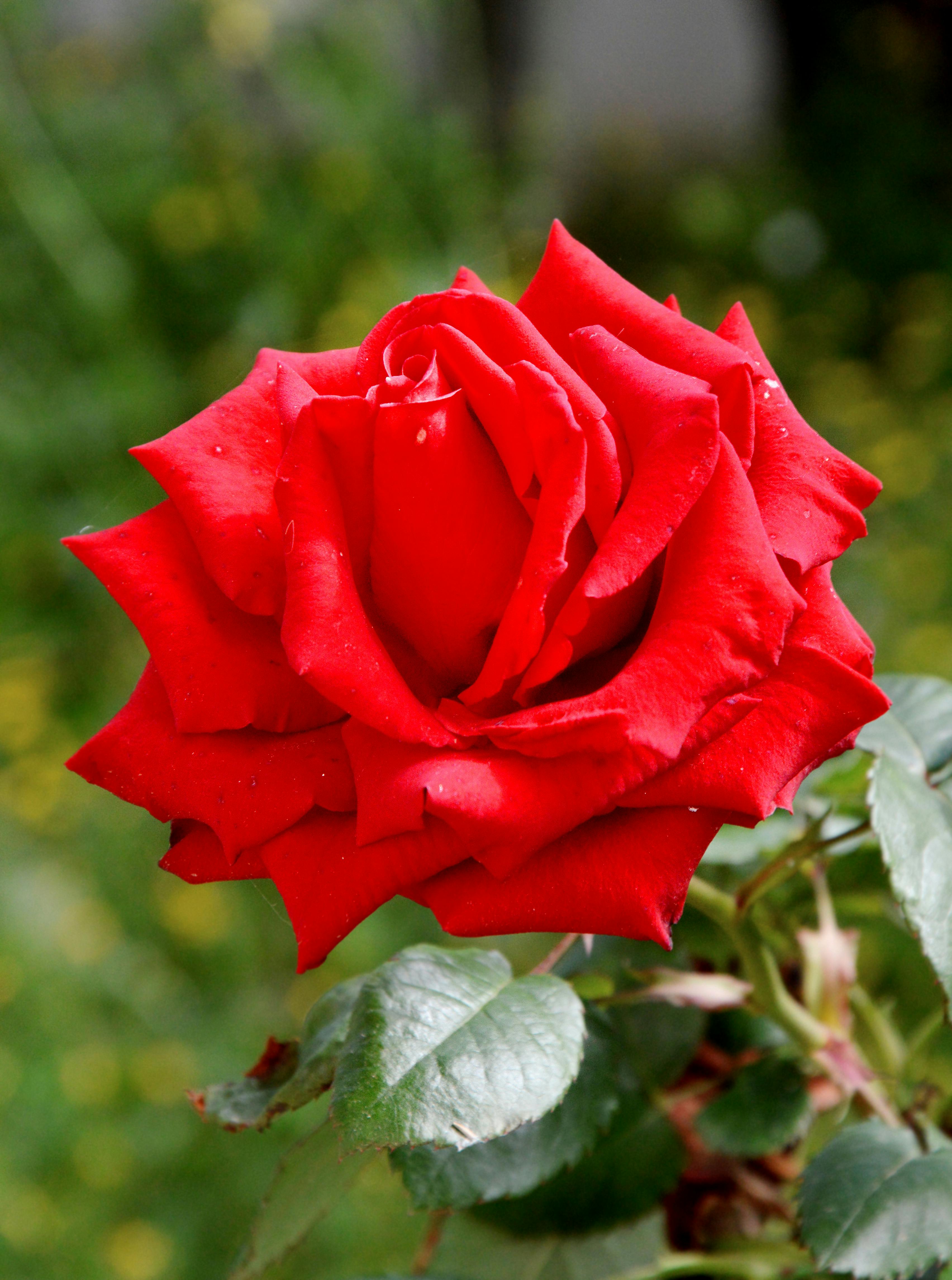 Vibrant Red Rose in Bloom Close-Up · Free Stock Photo