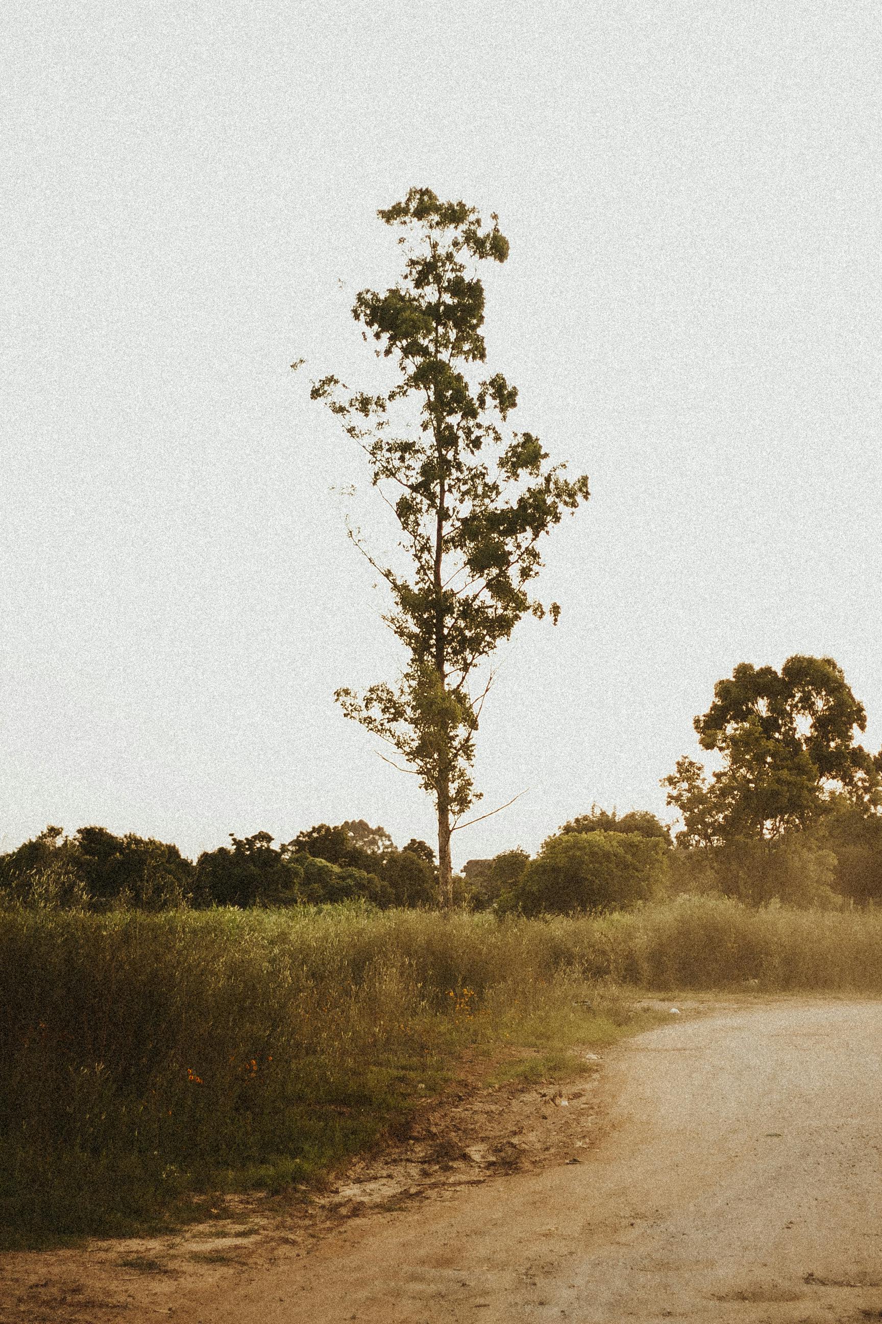 Lone Tree on Dirt Path in Rustic Landscape · Free Stock Photo