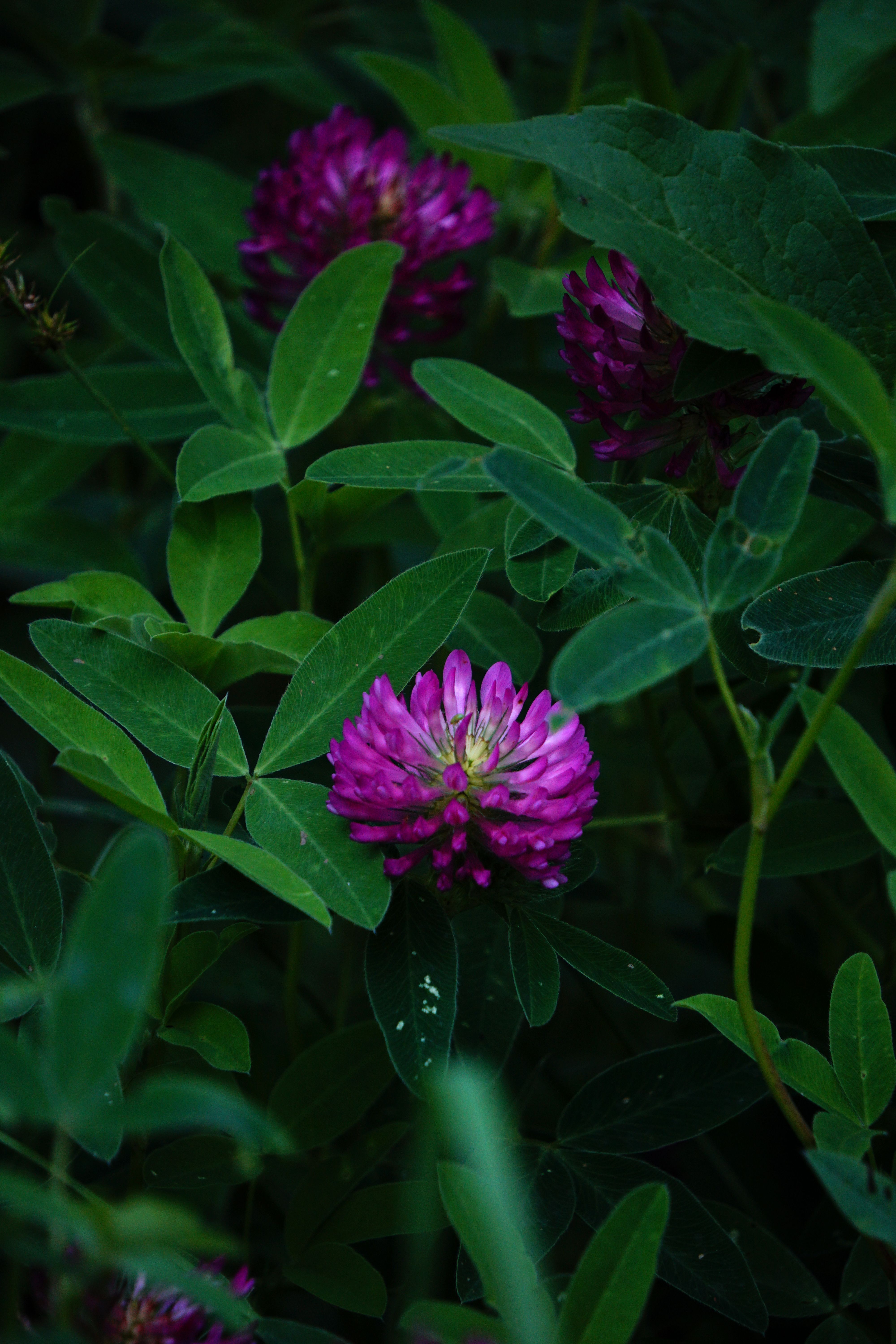 Close-up of Vibrant Purple Clover Flowers in Garden · Free Stock Photo