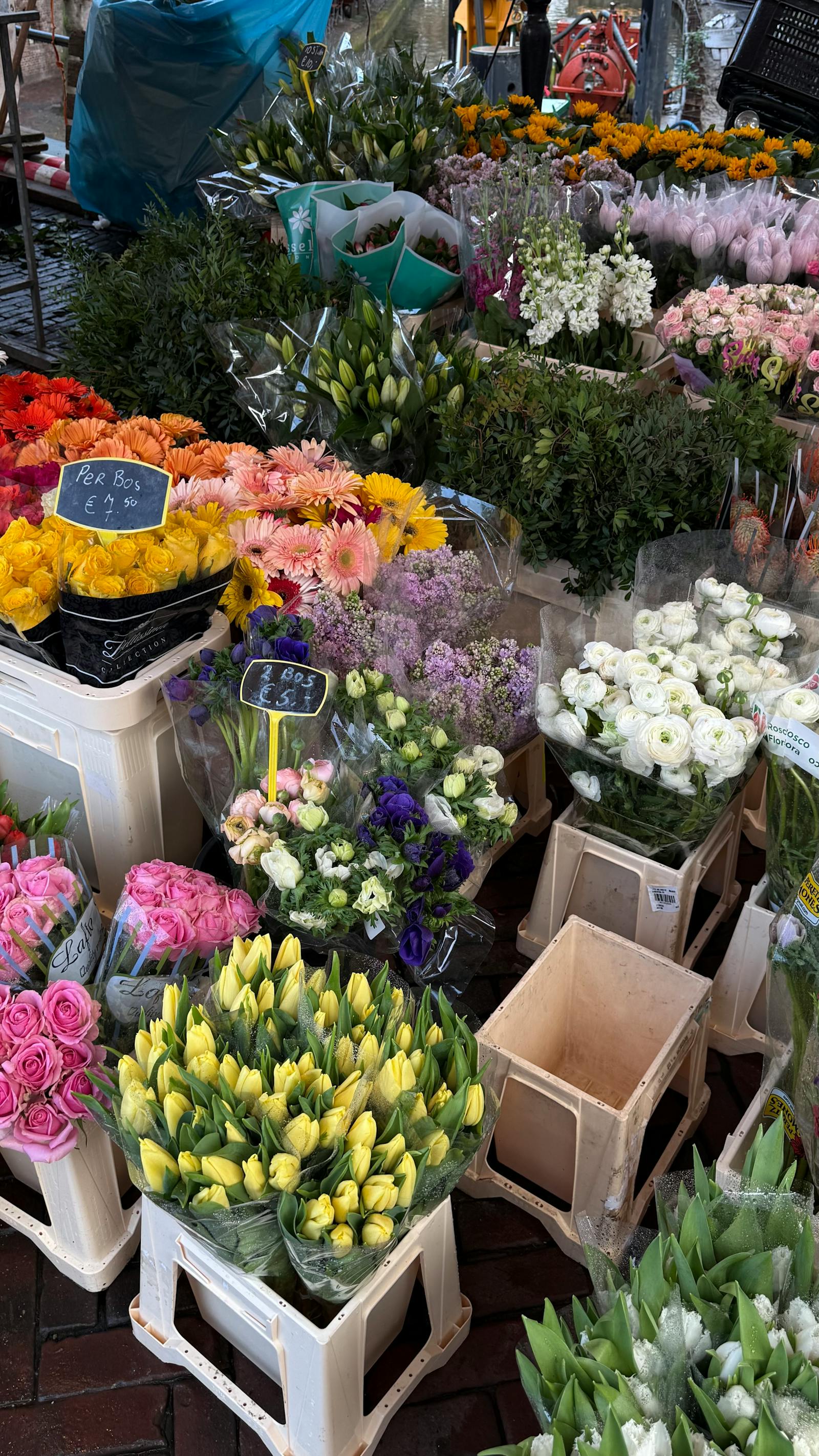 Colorful Flowers Photos, Download The BEST Free Colorful Flowers Stock ...