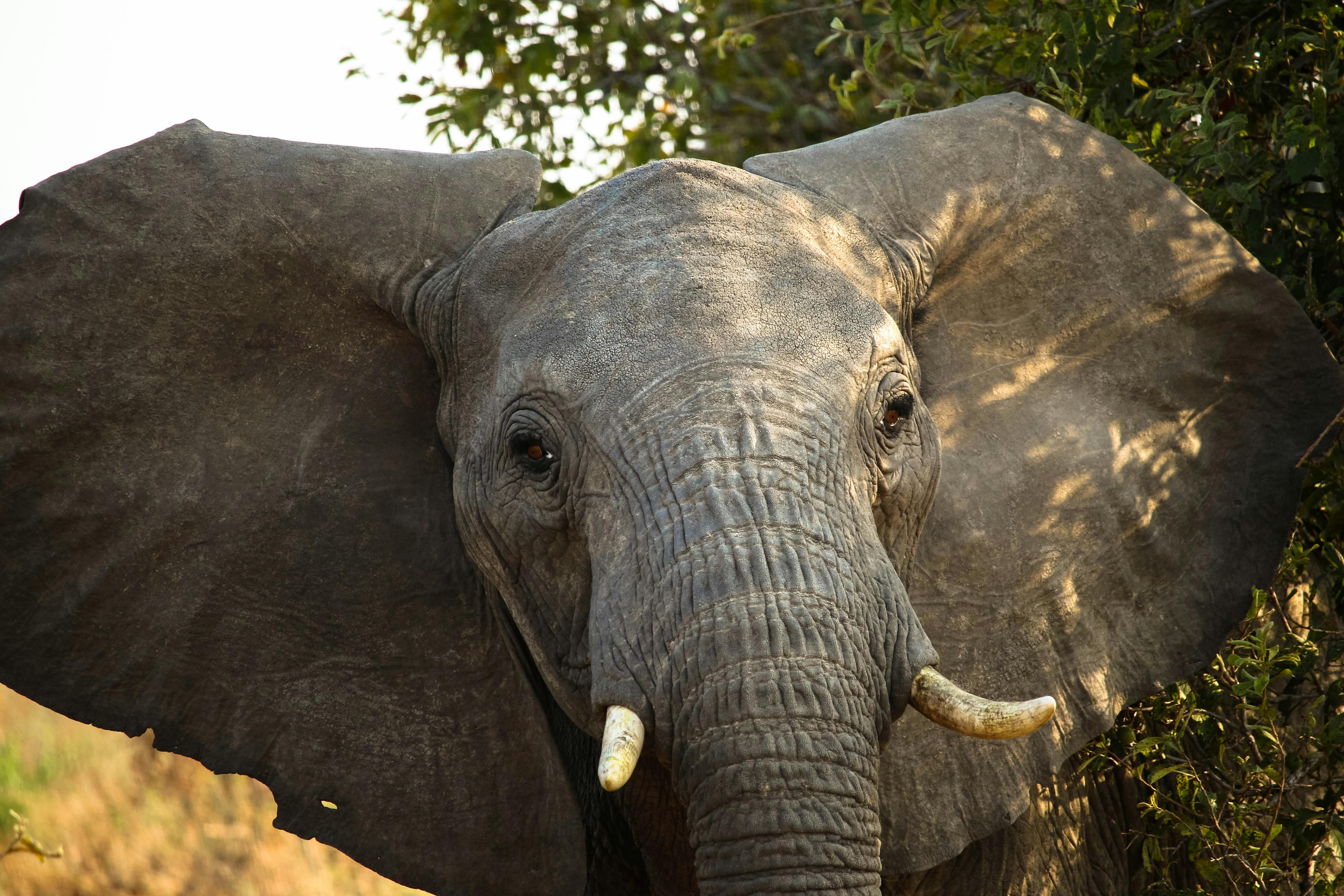 Photography of Brown Elephant · Free Stock Photo