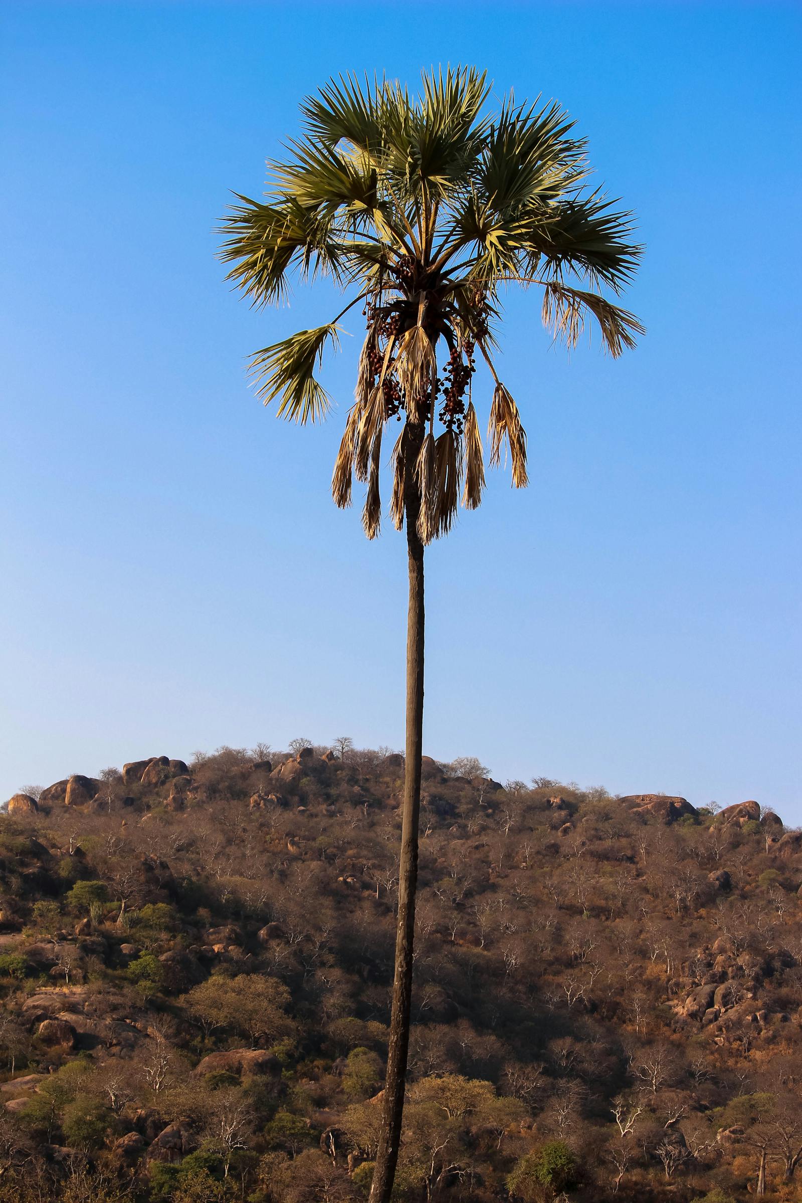 Single Tree Photos, Download The BEST Free Single Tree Stock Photos ...