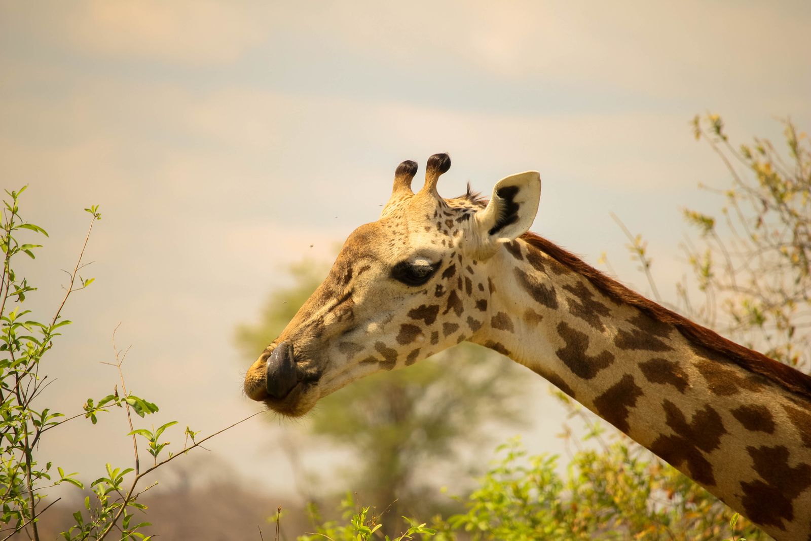 Wild Nature Photos, Download The BEST Free Wild Nature Stock Photos ...