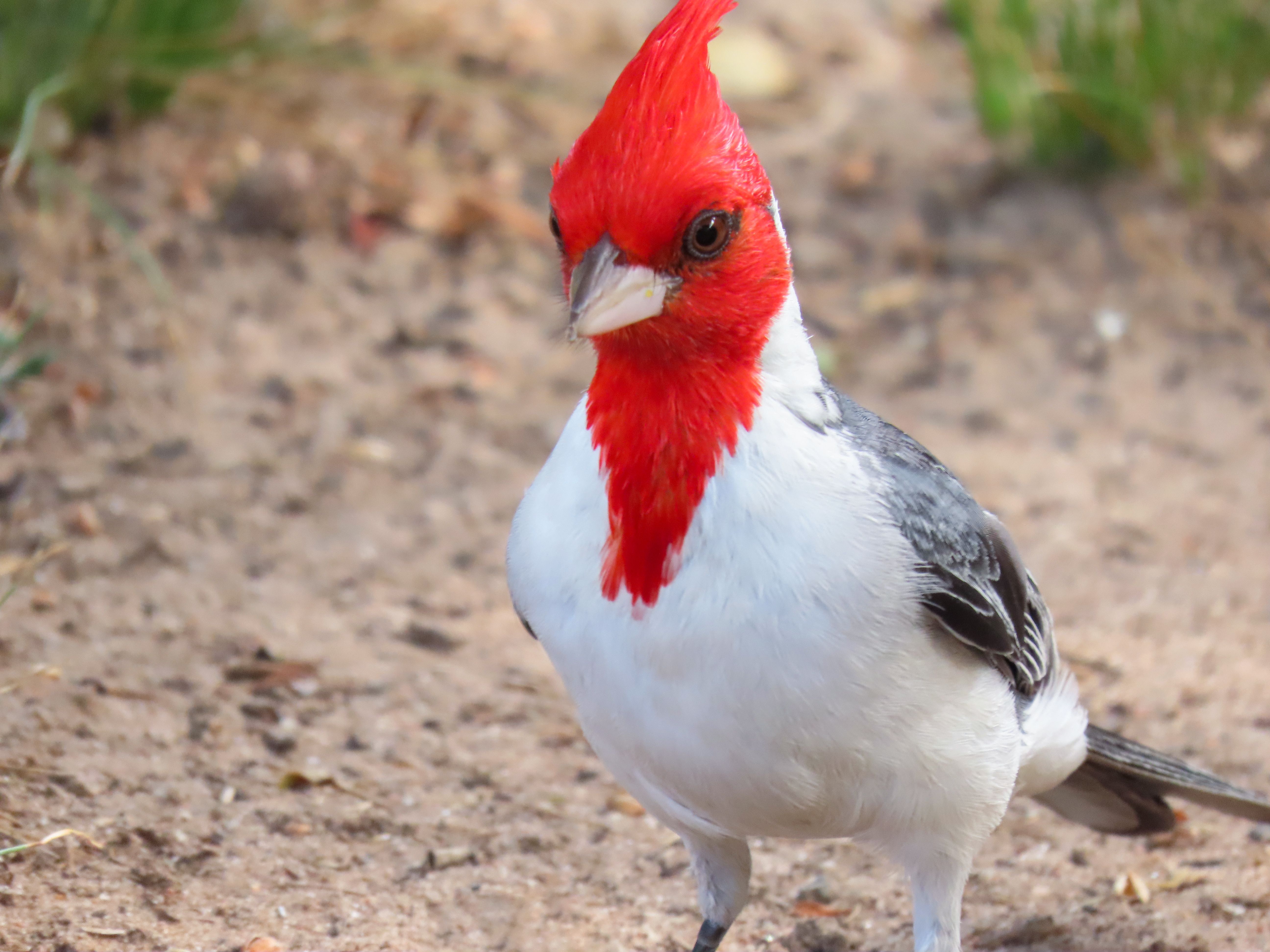 Cardeal/Cardeal De Crista Vermelha (Paroaria Coronata) · Foto ...