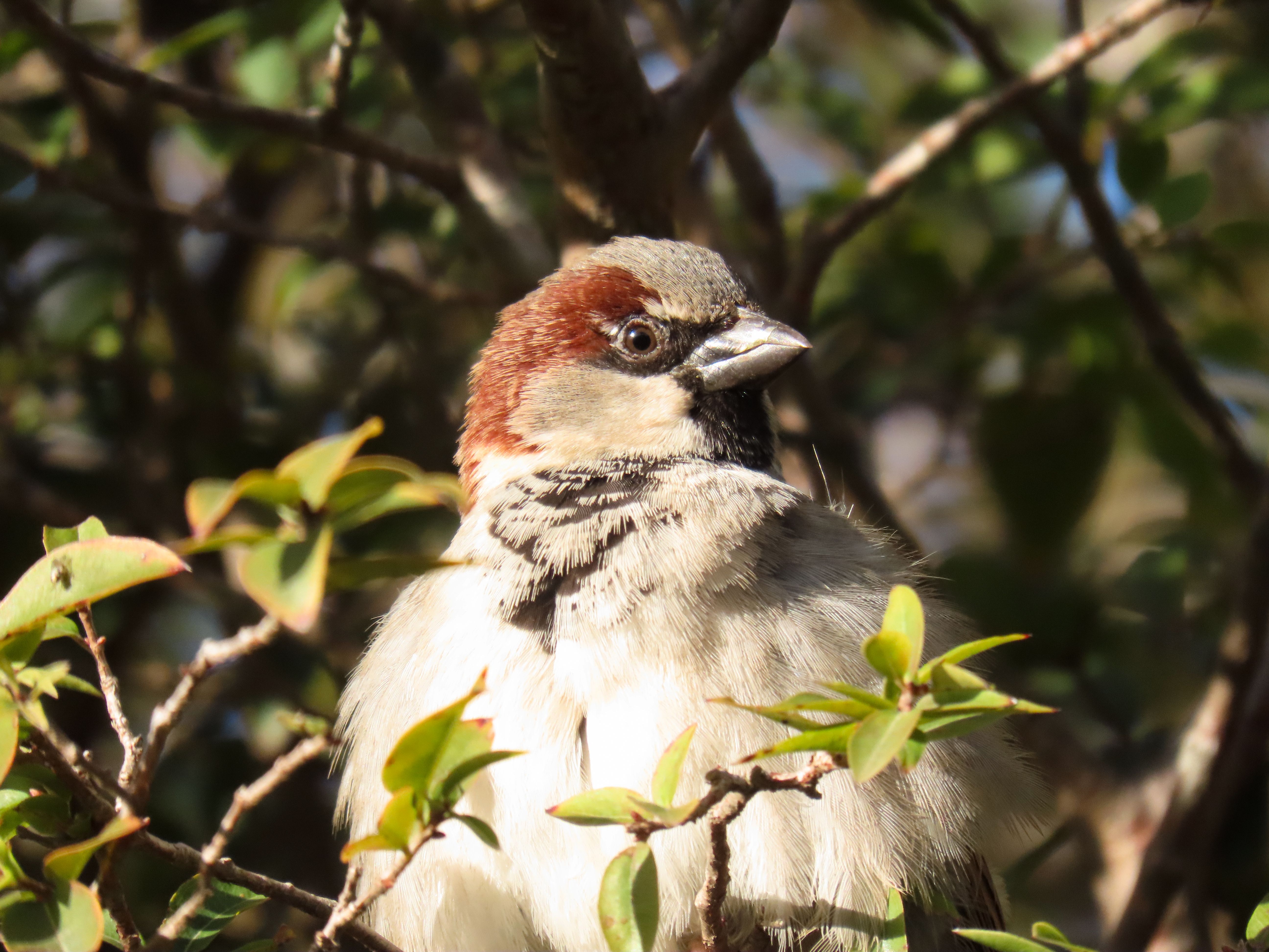 Pardal/Pardal Doméstico (Passer Domesticus) · Foto profissional gratuita
