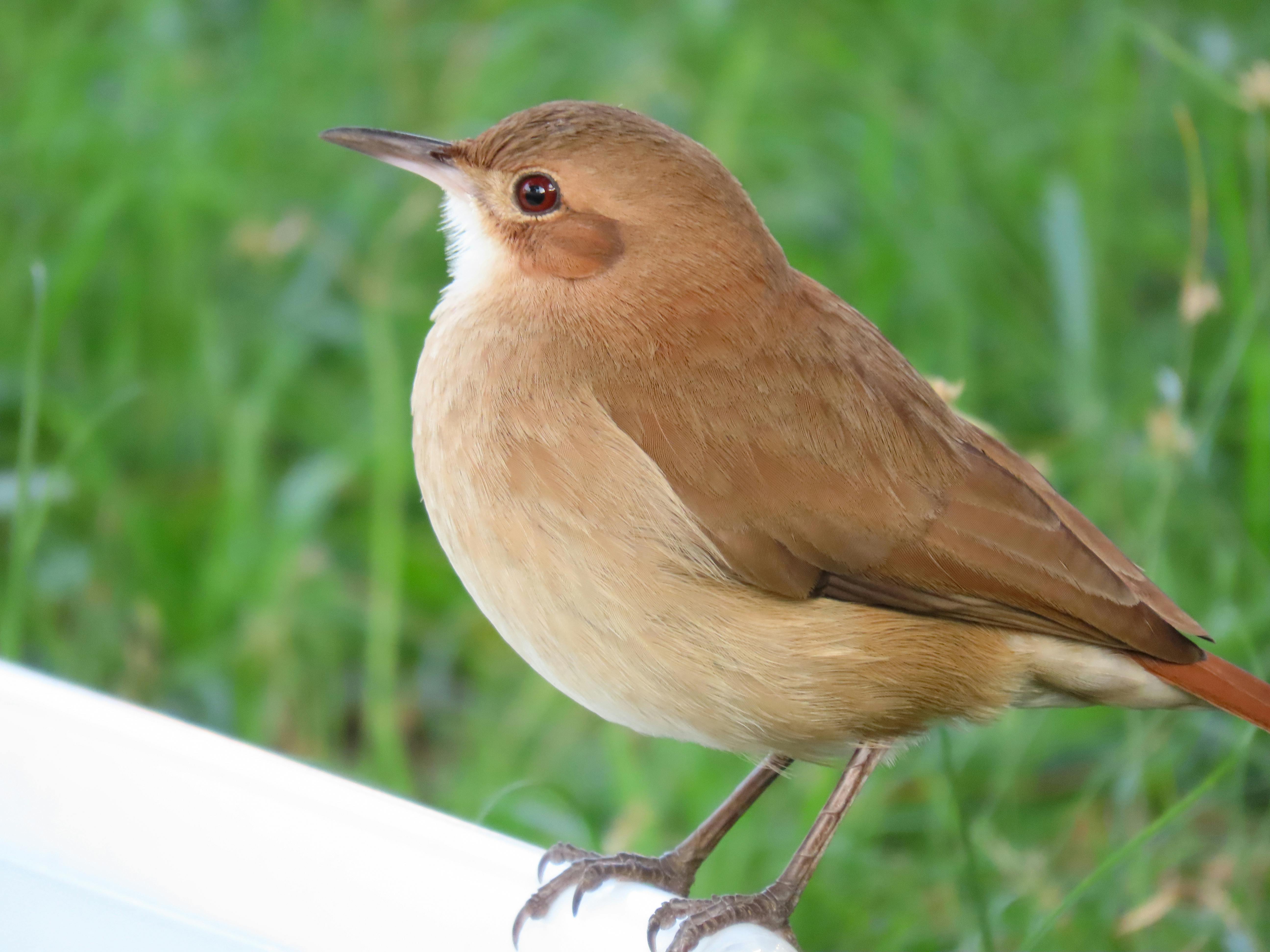 Close-up of Rufous Hornero in Santa Maria · Free Stock Photo