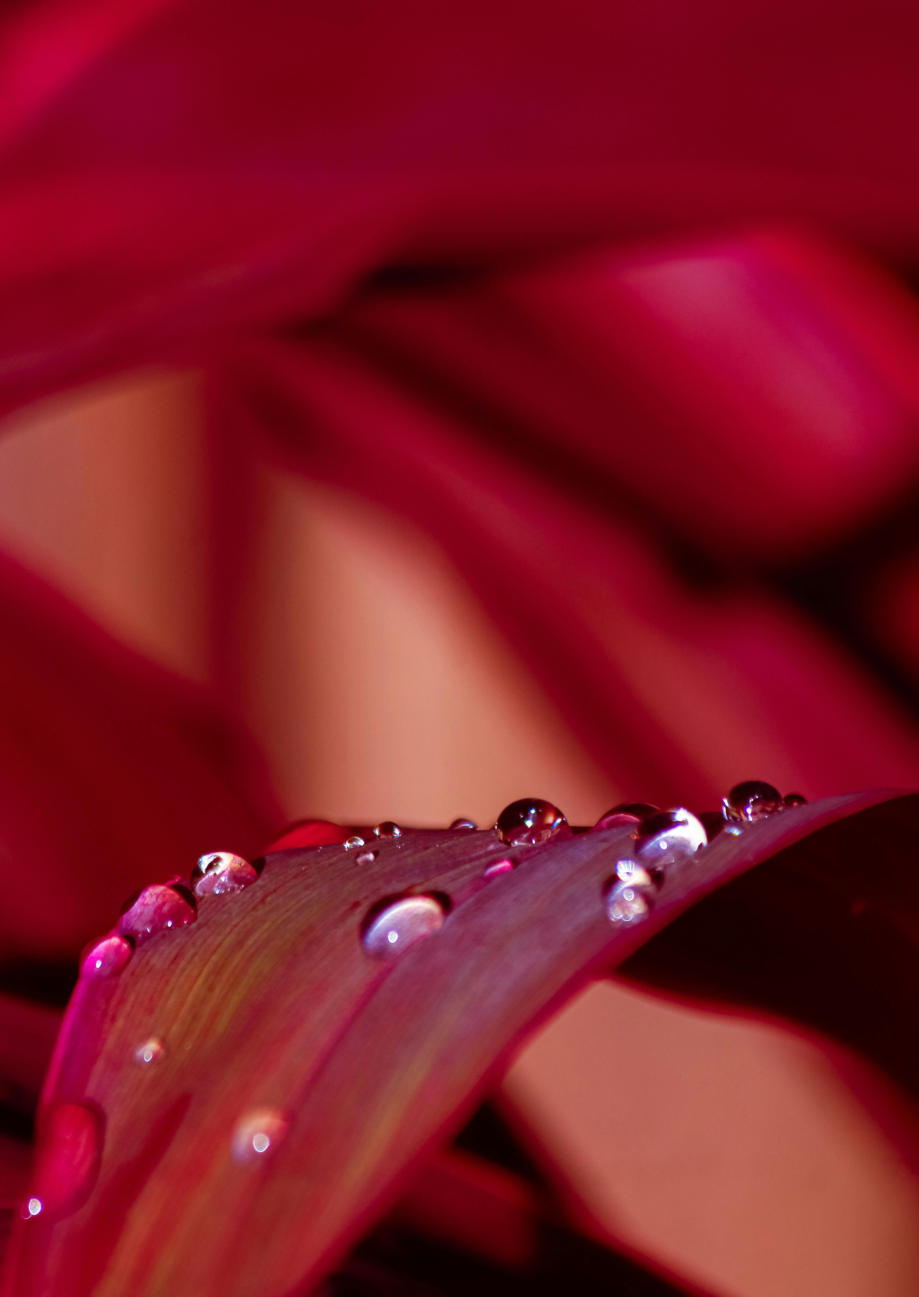 Close-Up of Water Droplets on Red Leaves · Free Stock Photo