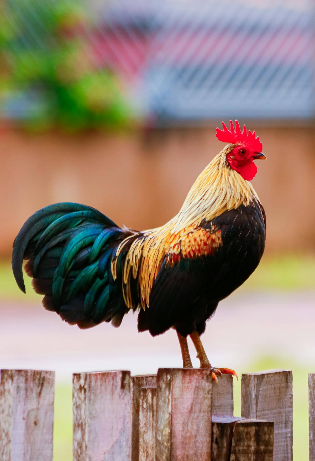 Colorful Rooster Photos, Download The BEST Free Colorful Rooster Stock ...