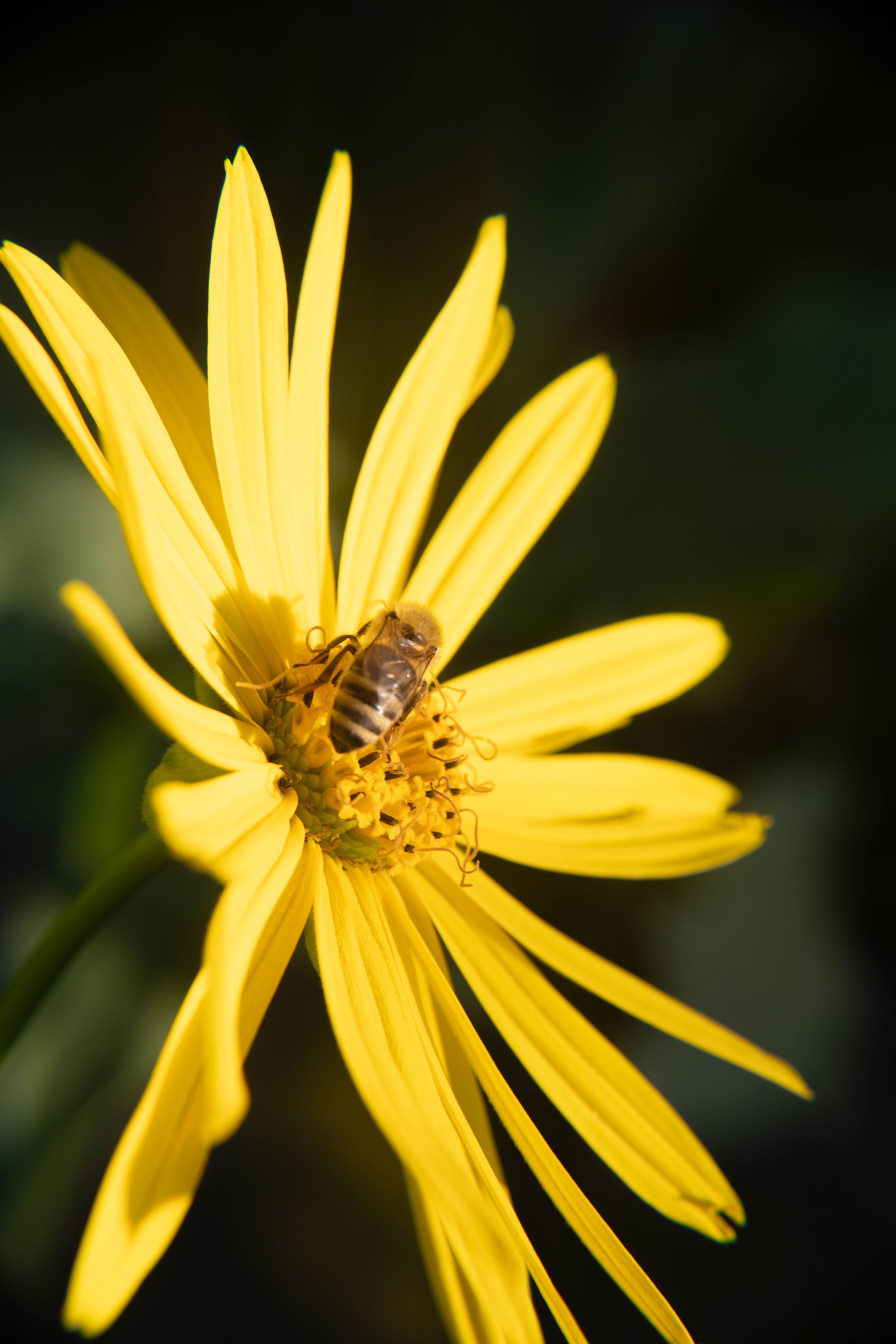 Close-up of Bee on Yellow Flower · Free Stock Photo