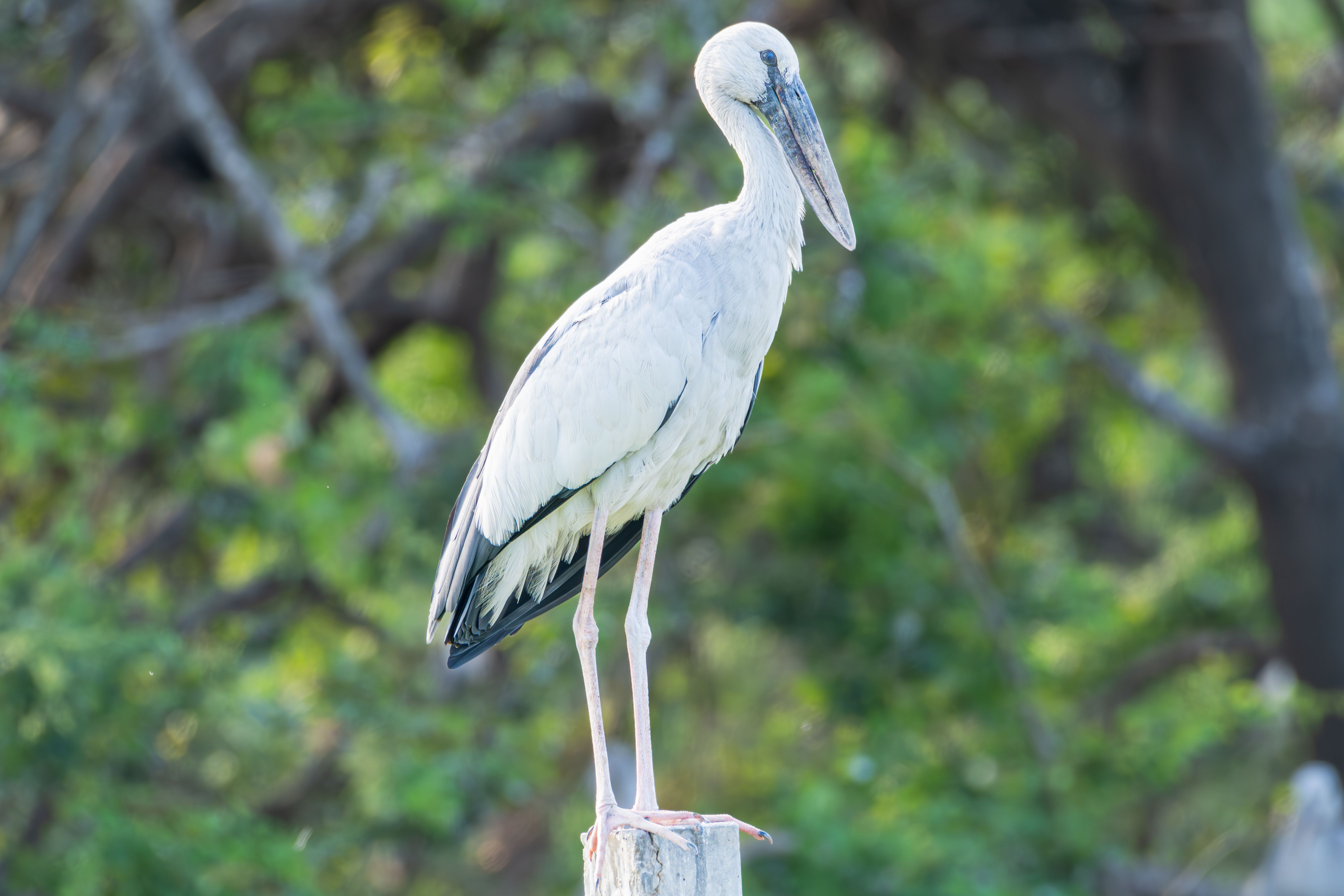 Asian Openbill Stork Perched on Branch in Nature · Free Stock Photo