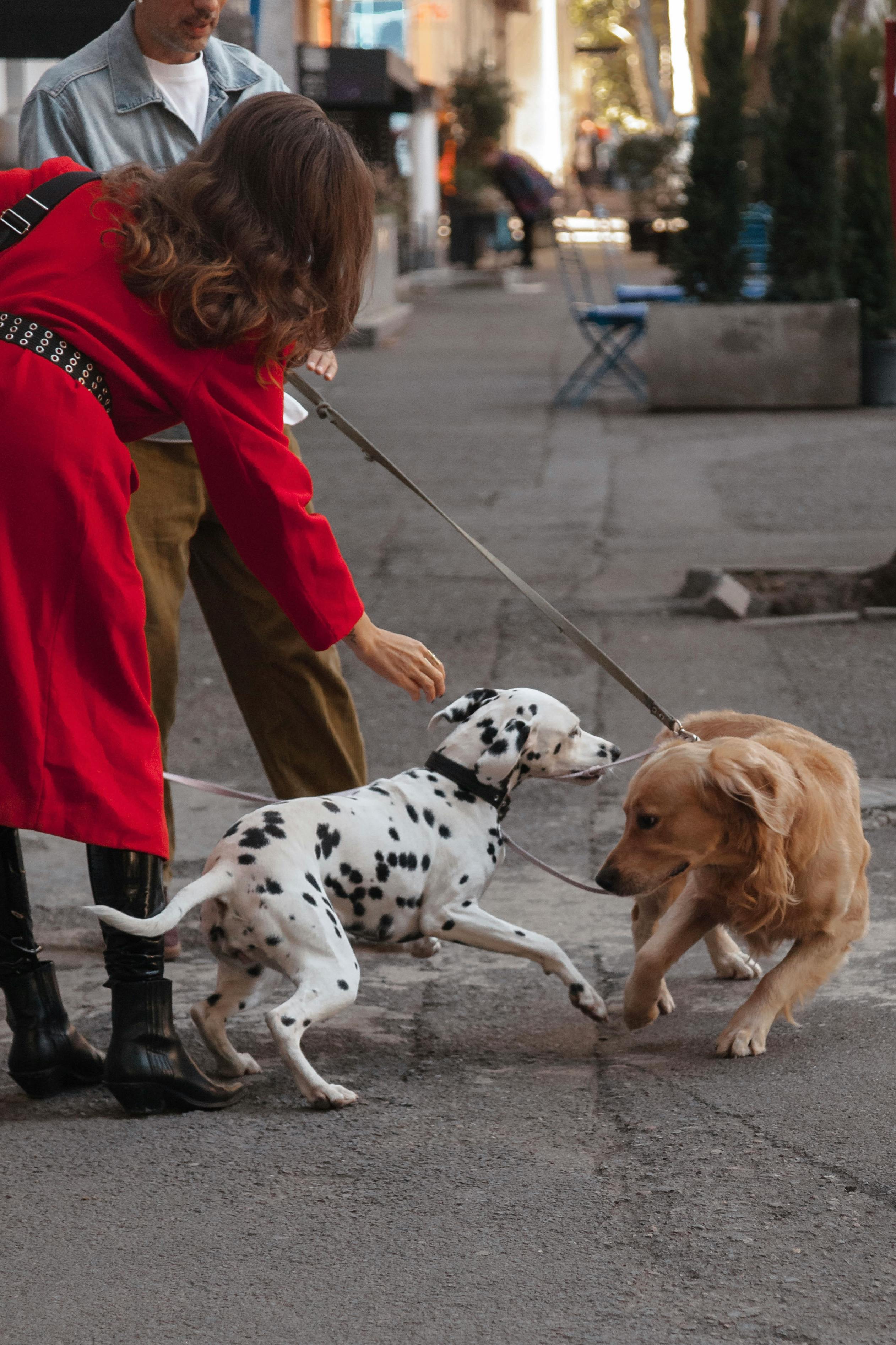 Two Dogs Interacting on Urban Street · Free Stock Photo