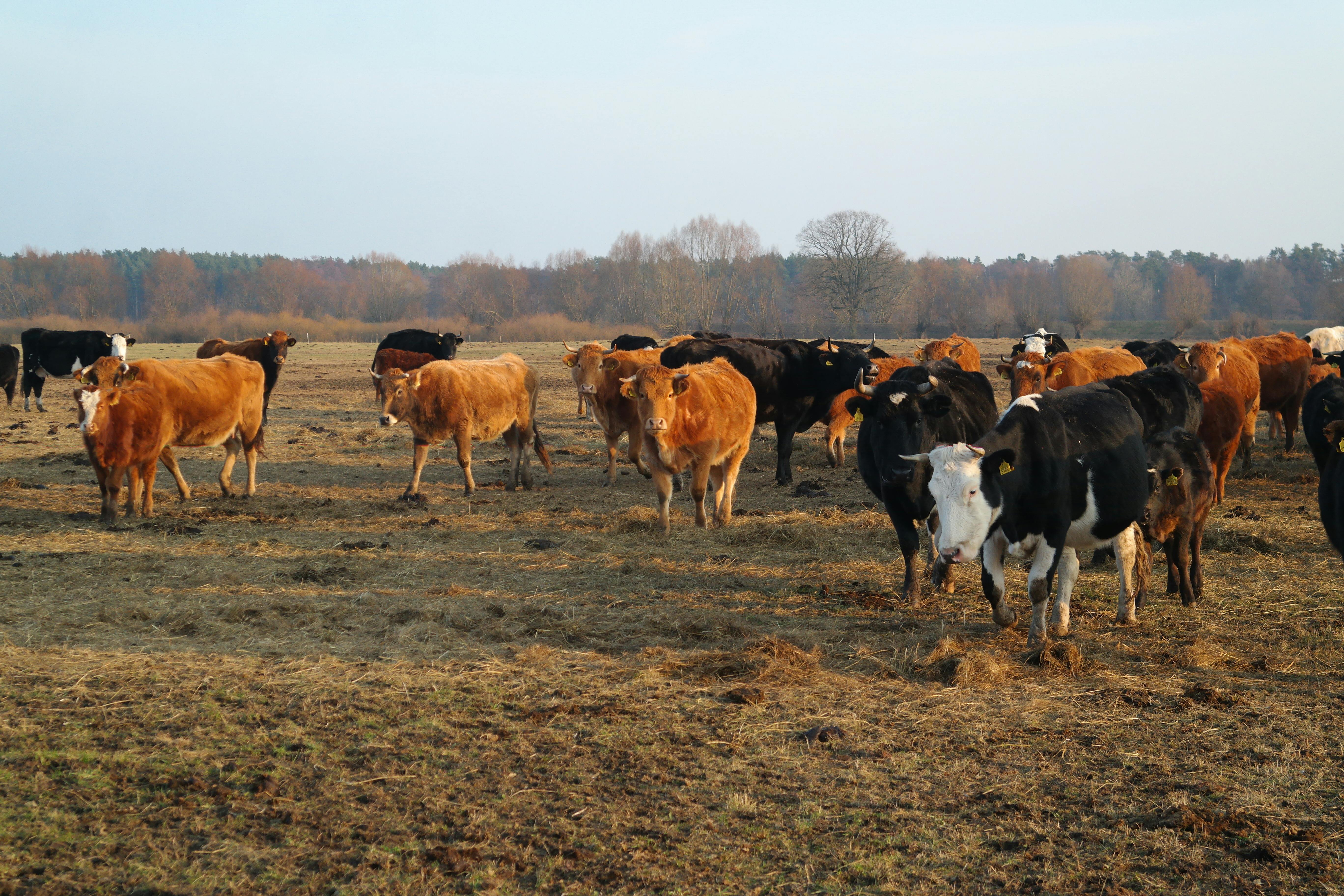 Week Cows Photos, Download The BEST Free Week Cows Stock Photos & HD Images