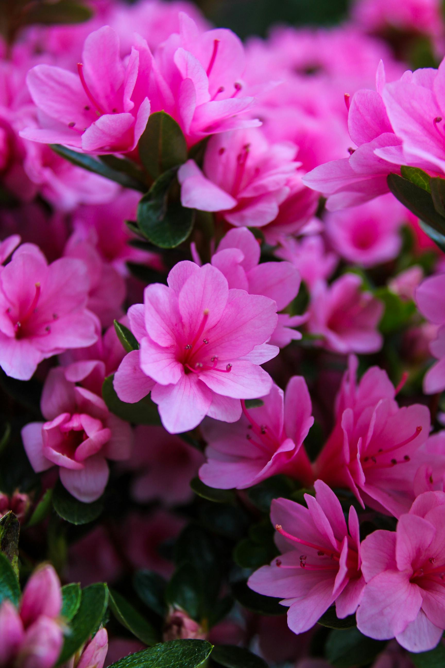 Vibrant Pink Azalea Flowers in Full Bloom · Free Stock Photo