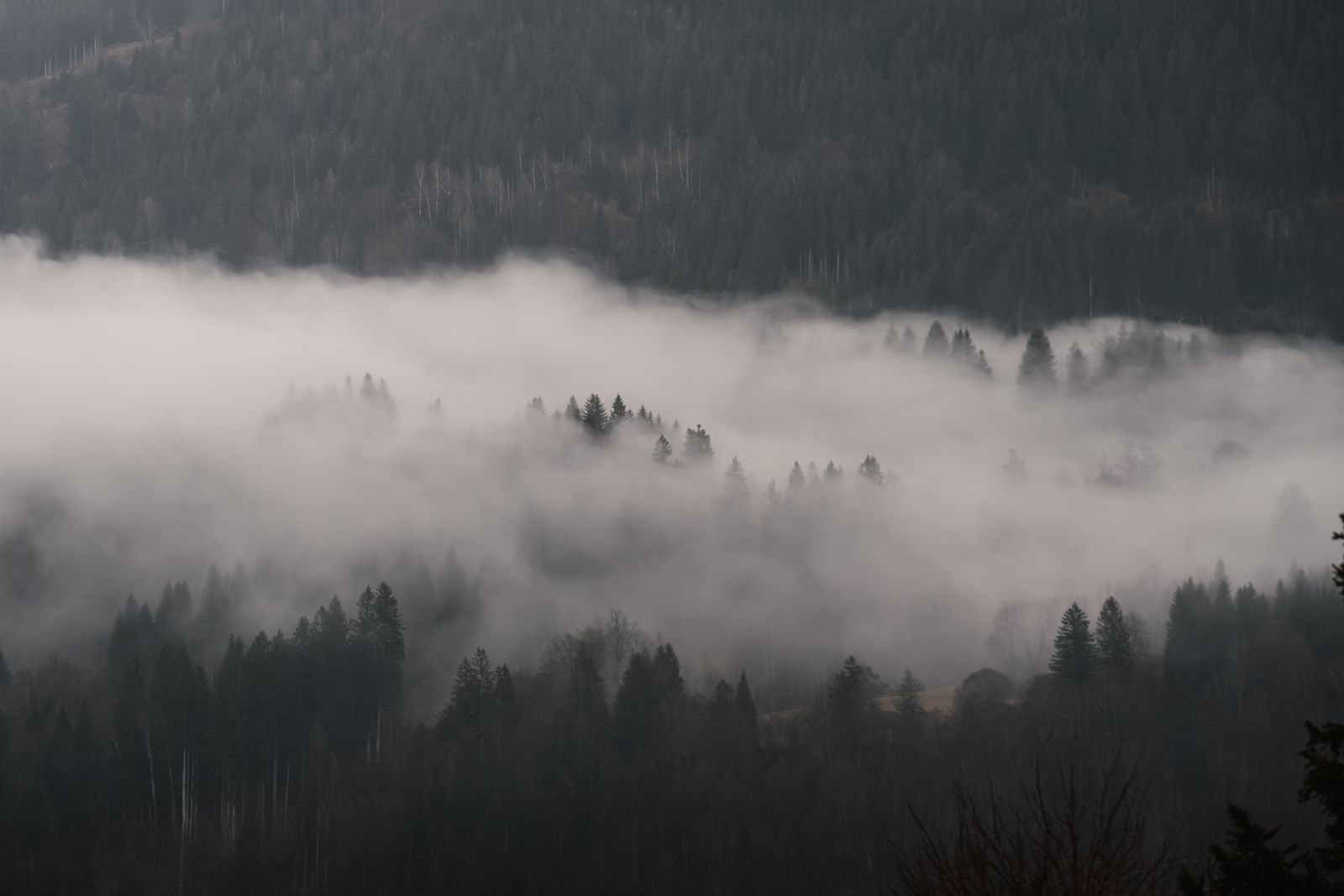 4k Misty Forest Wallpapers Photos, Download The BEST Free 4k Misty ...
