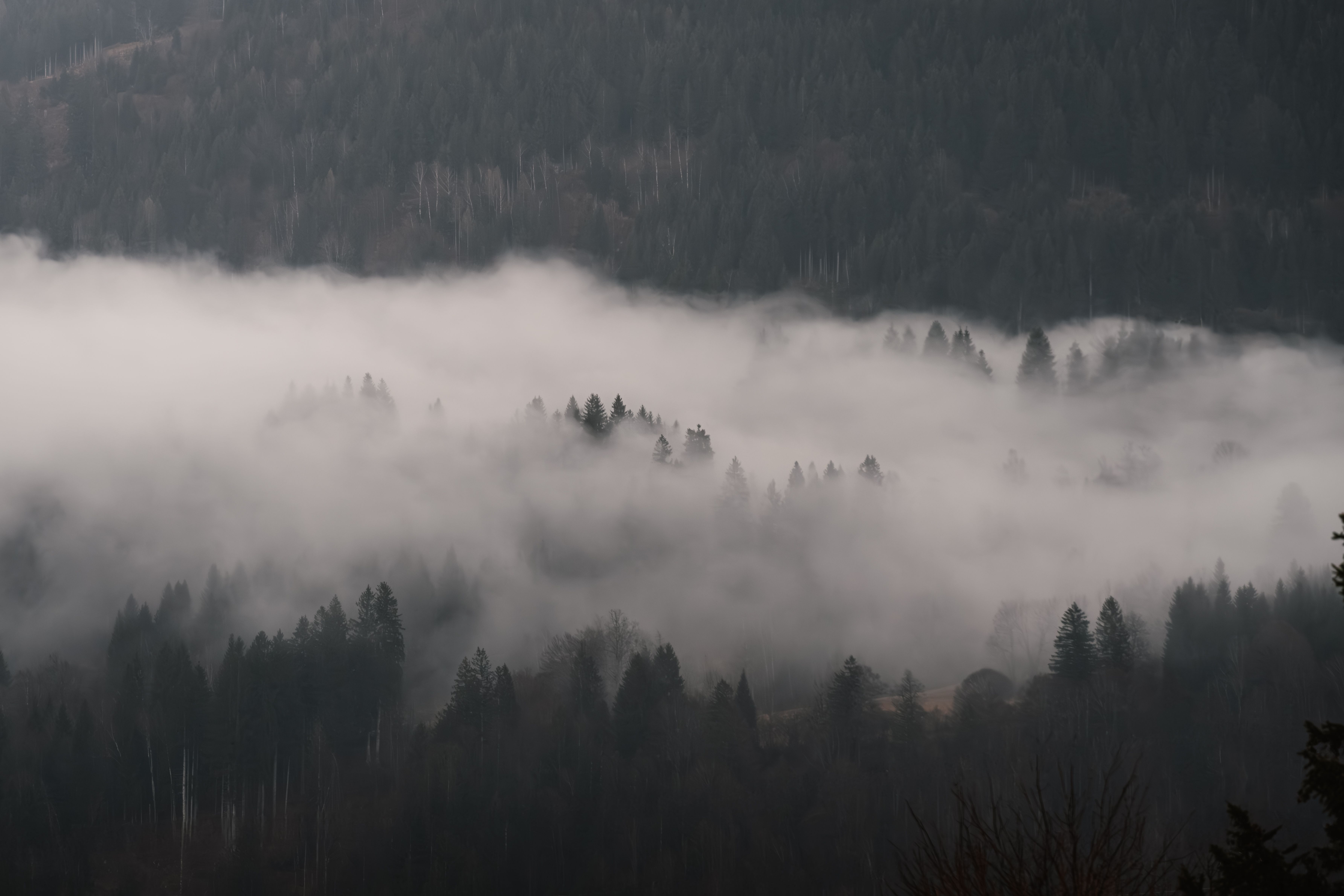 Paisaje De Bosque Brumoso Con Niebla Densa · Foto de stock gratuita