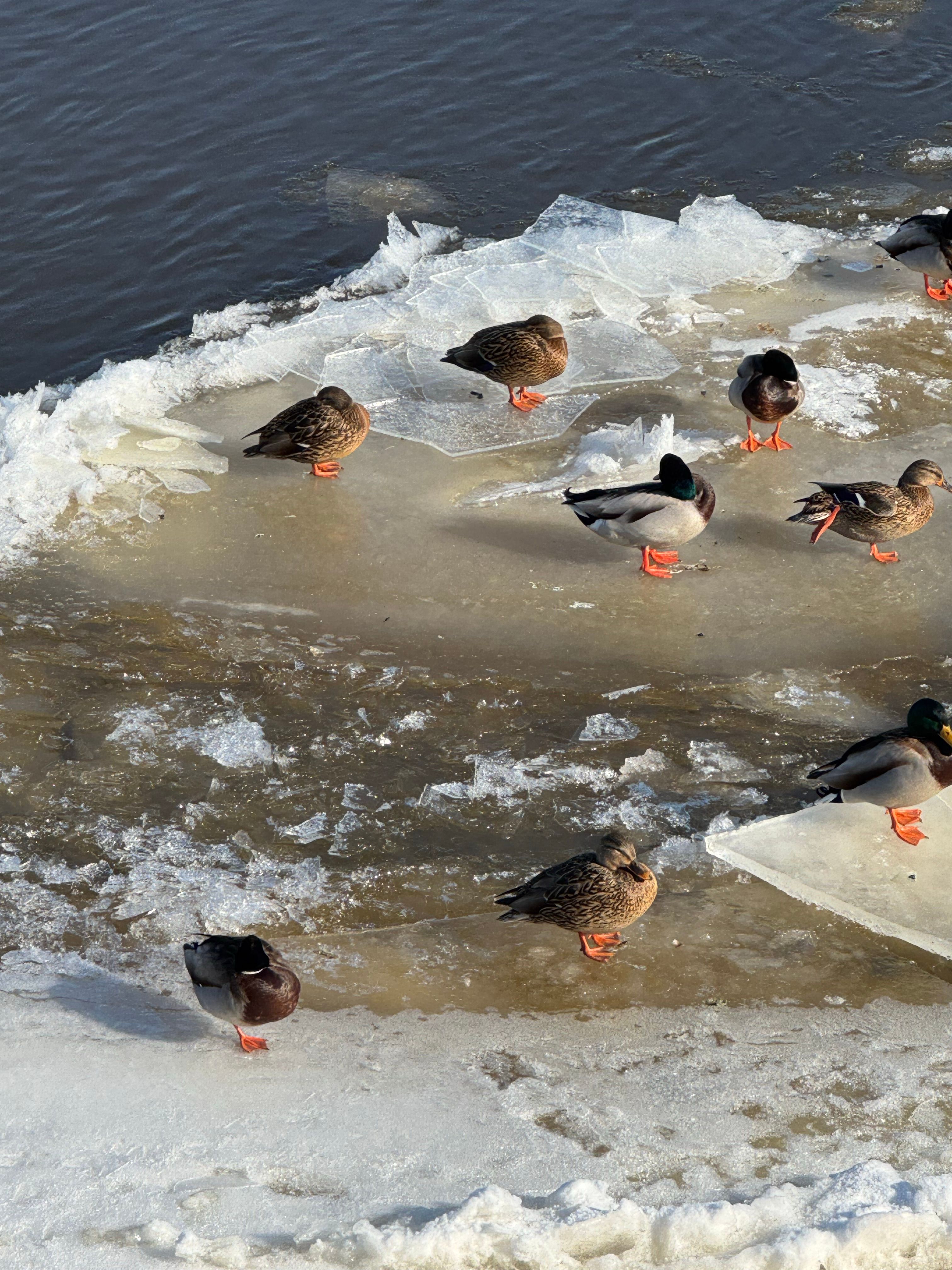 Ducks on Frozen Lake in Winter Scene · Free Stock Photo