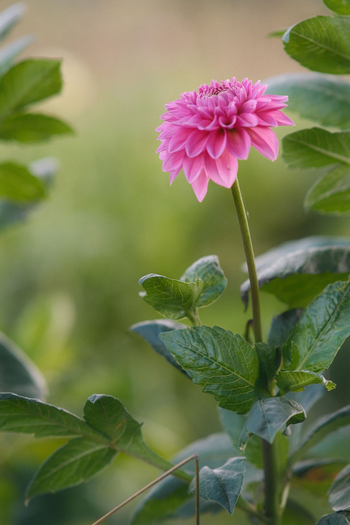 Flower Images Photos, Download The BEST Free Flower Images Stock Photos ...